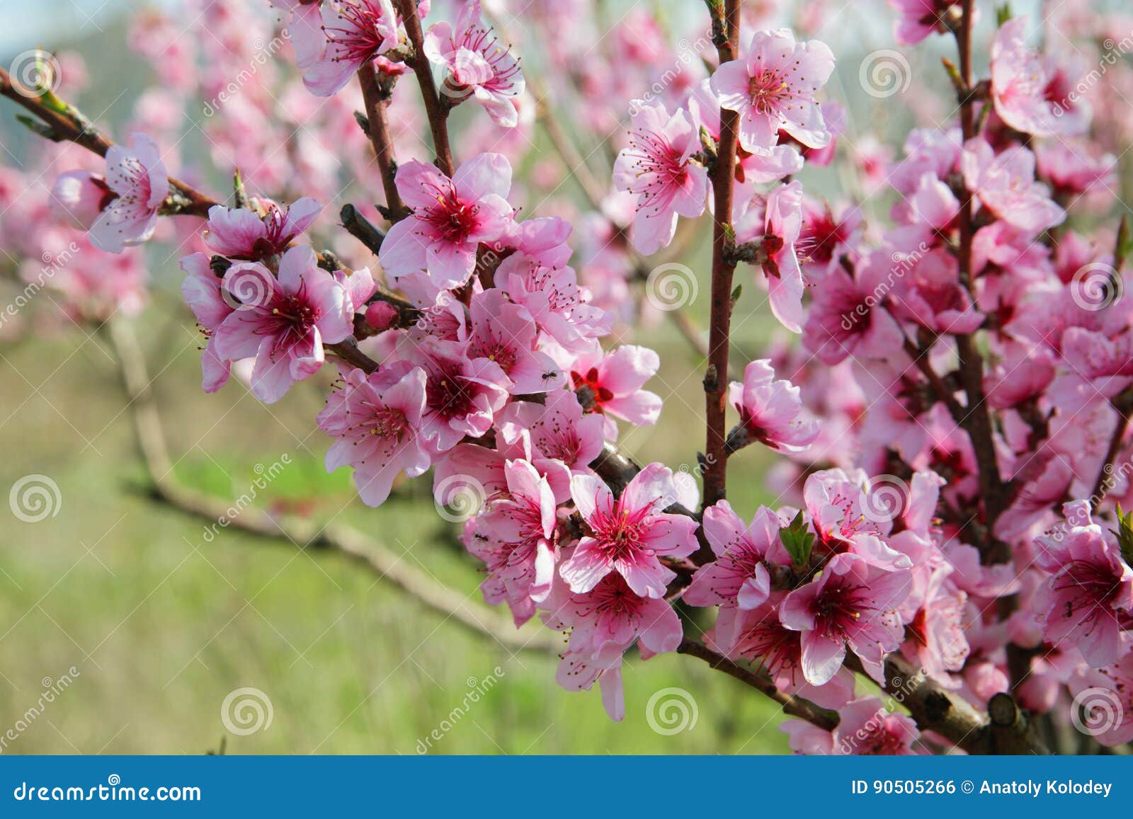 Closeup of Beautiful Blooming Peach Stock Photo - Image of bough ...