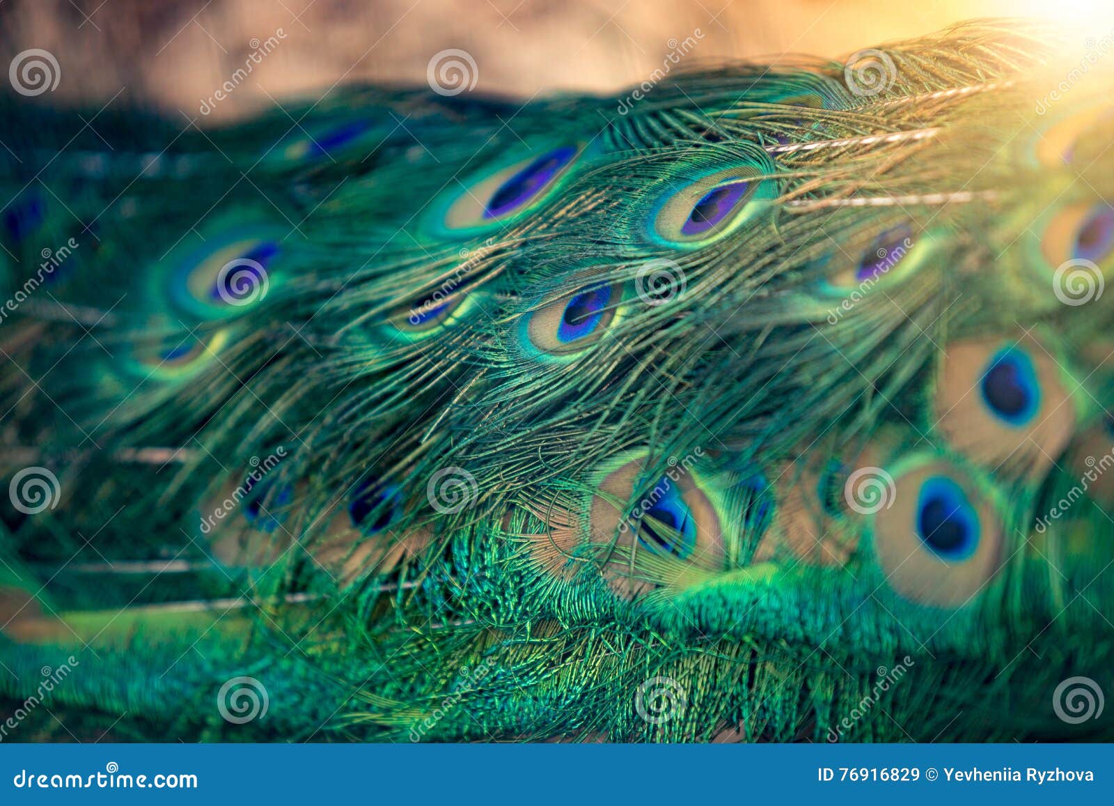 Green Peacock Feathers Stock Photography | CartoonDealer.com #47185808 Green Peacock Feathers Stock Photography | CartoonDealer.com #47185808