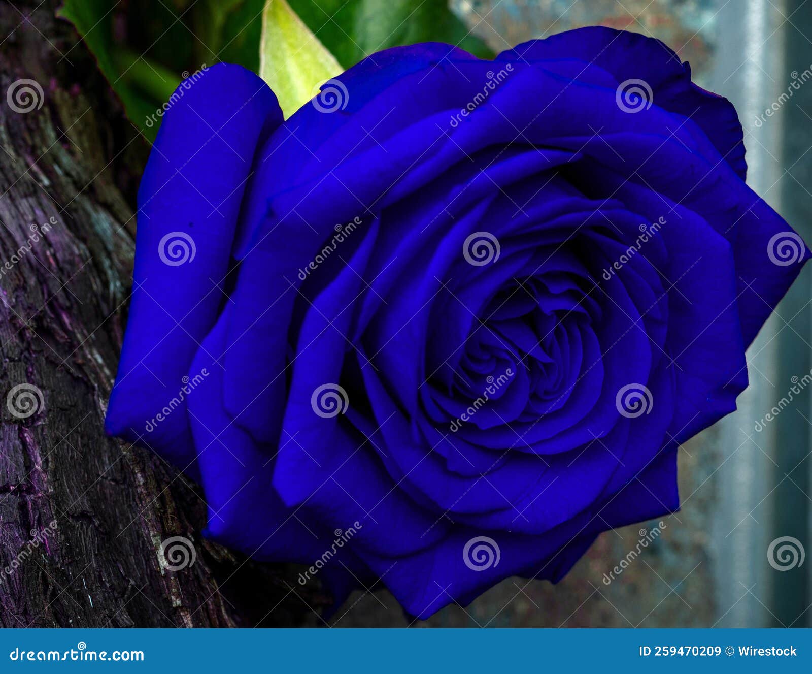 Closeup of a Beautiful Blue Rose on Tree Bark. Stock Image - Image of ...