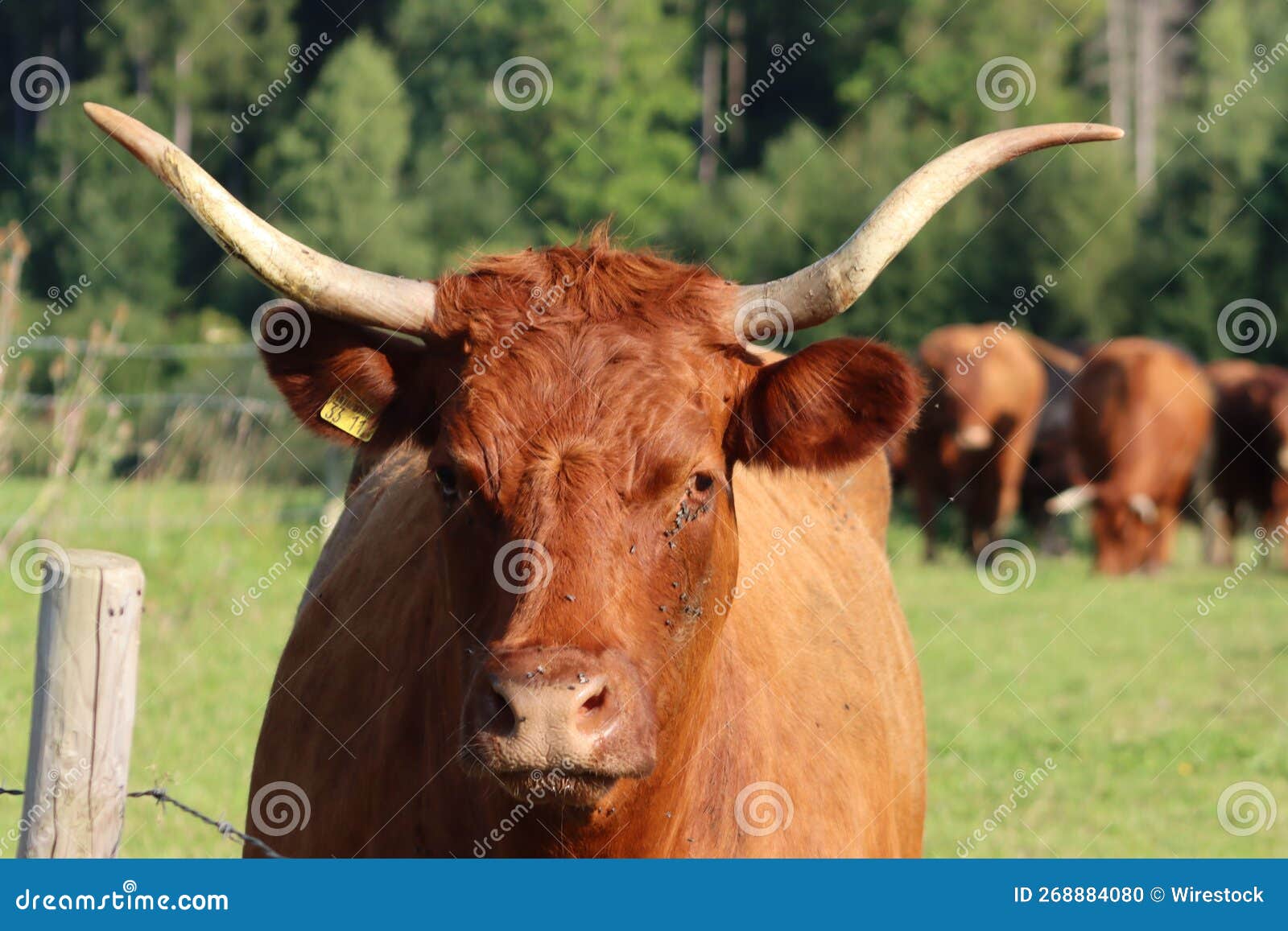 Closeup of a Beautiful Brown Cow with Flies in Eyes Stock Photo - Image ...