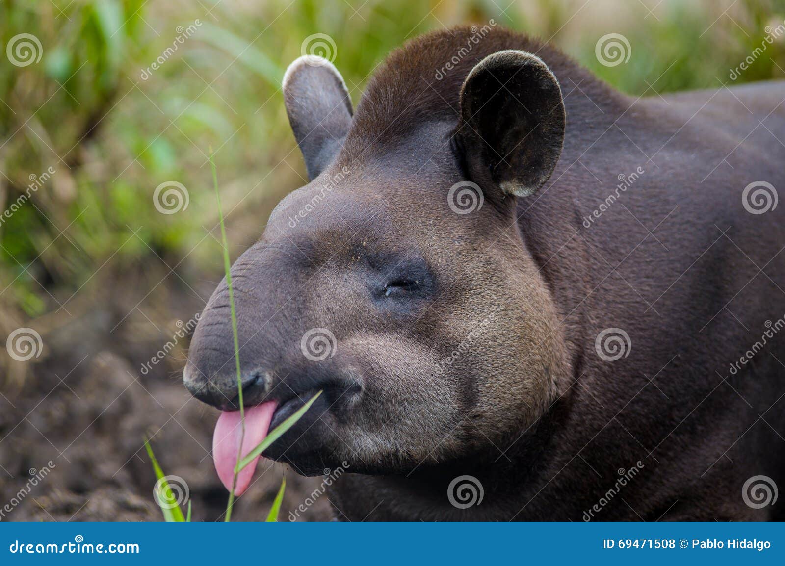 Closeup Beautiful Brown Tapir, Biggest Mammal of the Amazon Rainforest ...