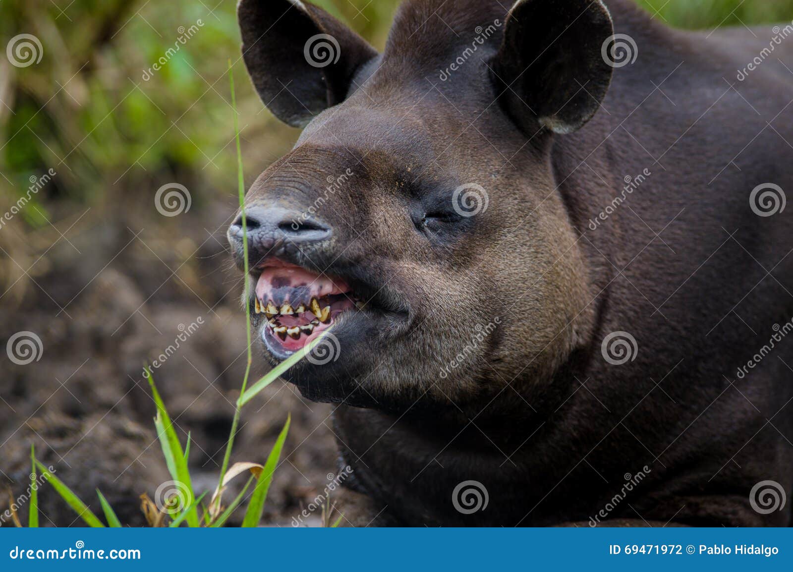 Closeup Beautiful Brown Tapir, Biggest Mammal of the Amazon Rainforest ...
