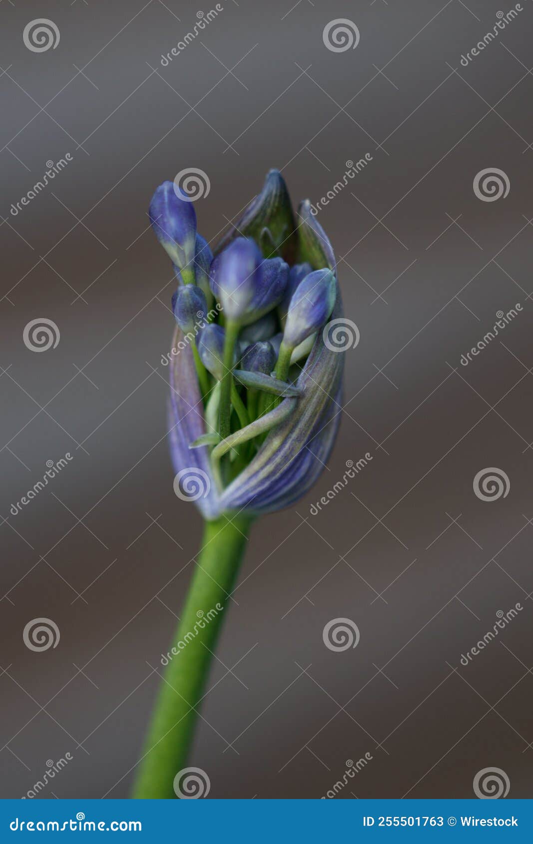 Closeup of a Beautiful Budding Flower with a Blurred Background Stock ...