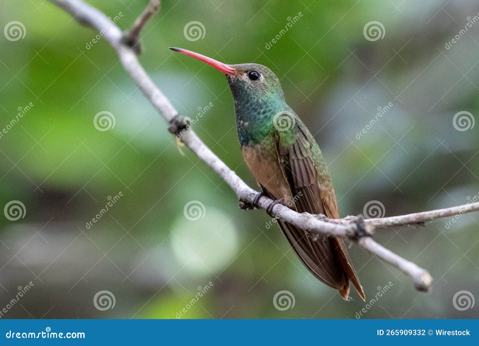 Closeup of a Beautiful Buff-bellied Hummingbird on a Tree Branch in a ...