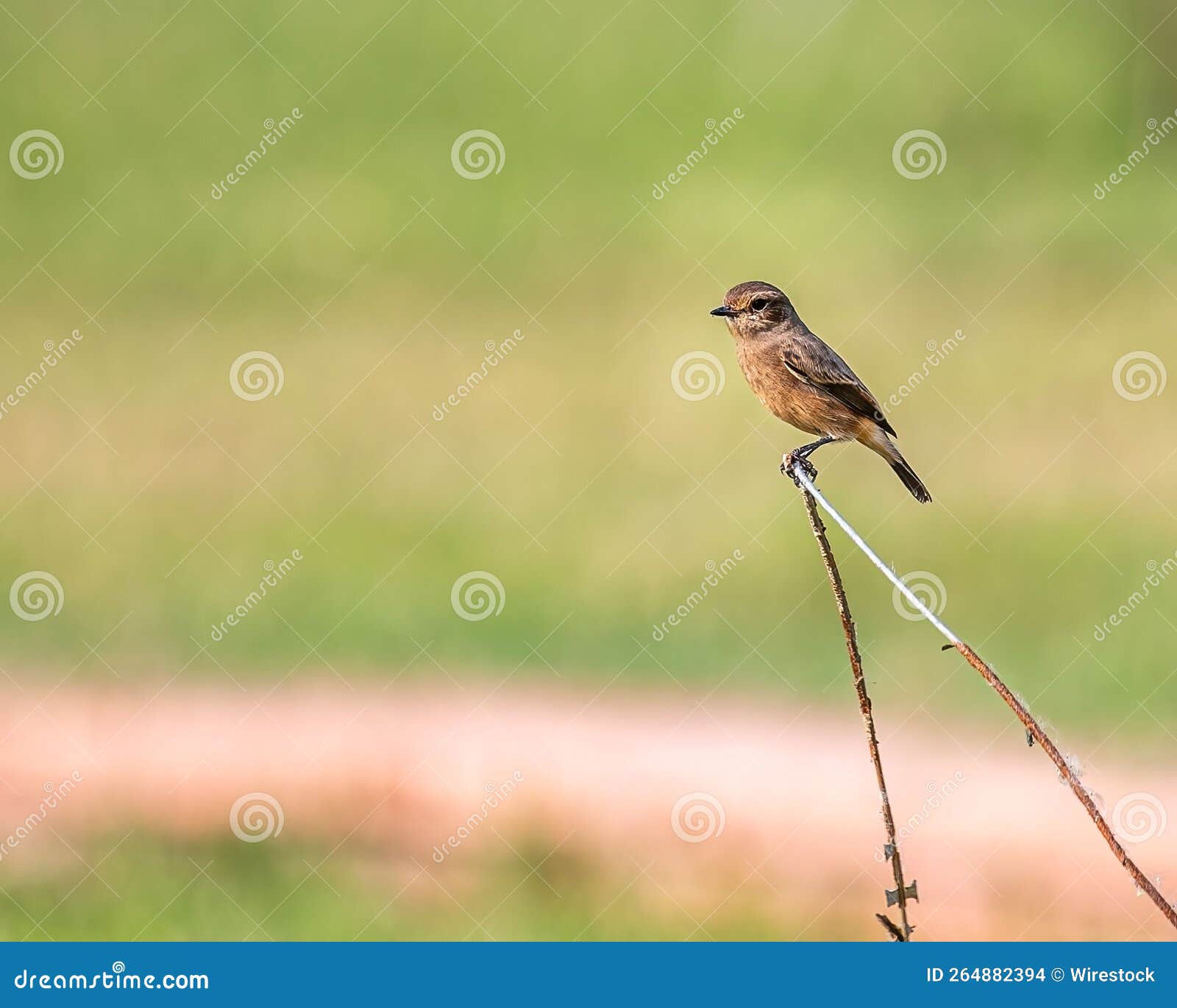 Closeup of a Beautiful Bush Chat Bird on a Branch in a Park Stock Photo ...