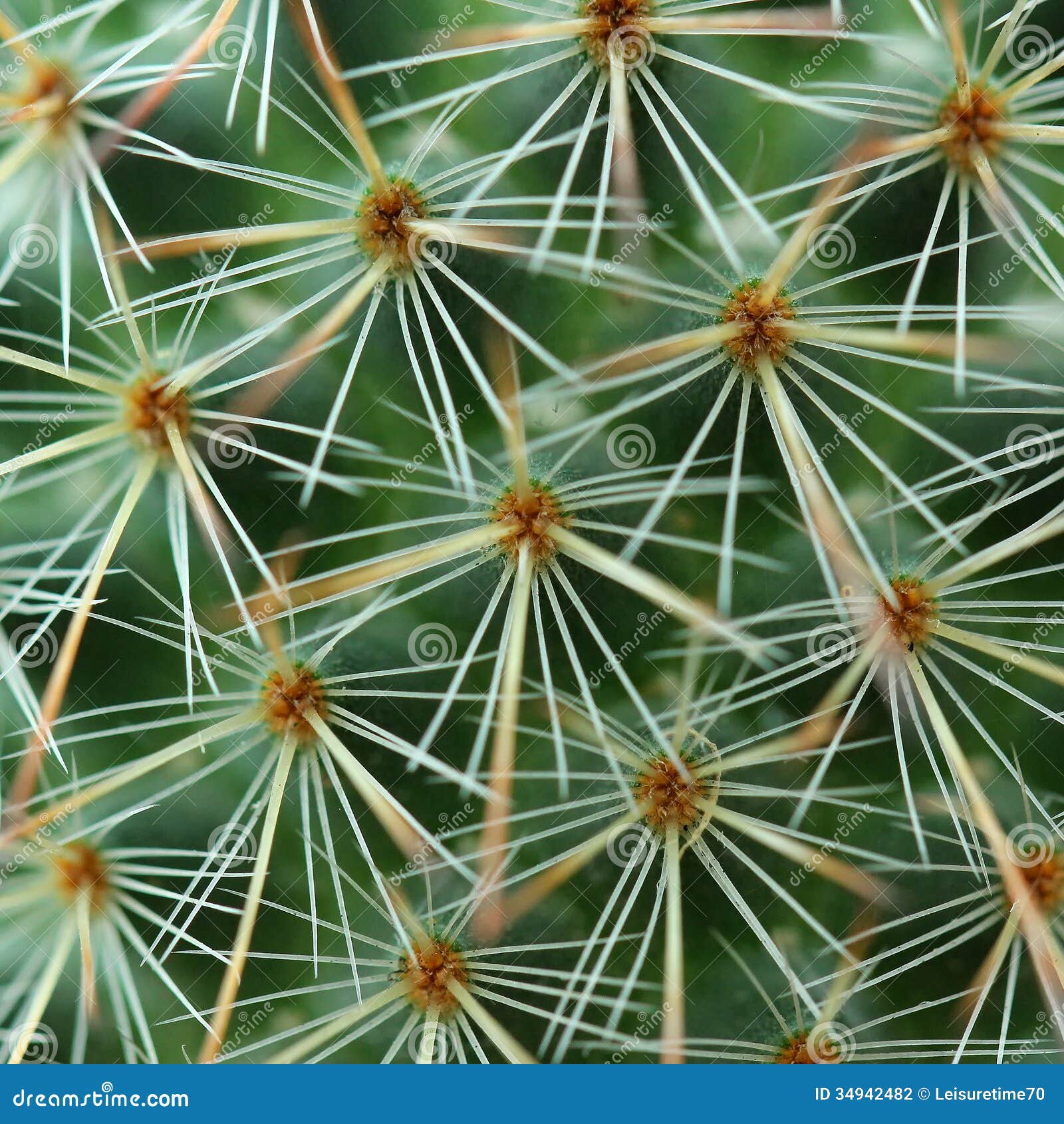 Closeup of Beautiful Cactus Stock Photo - Image of cheerful, floral ...