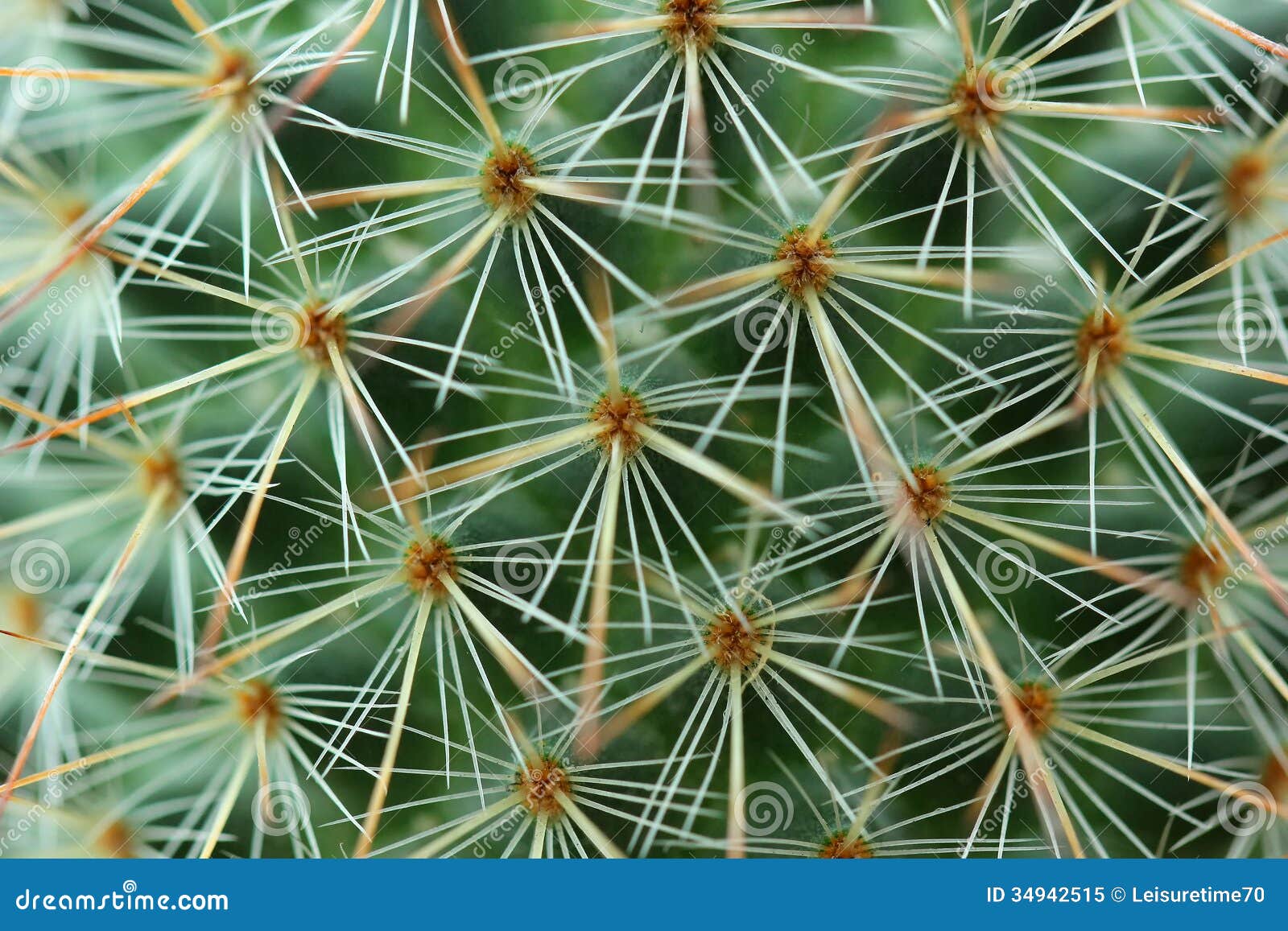 Closeup of Beautiful Cactus Stock Image - Image of floral, desert: 34942515