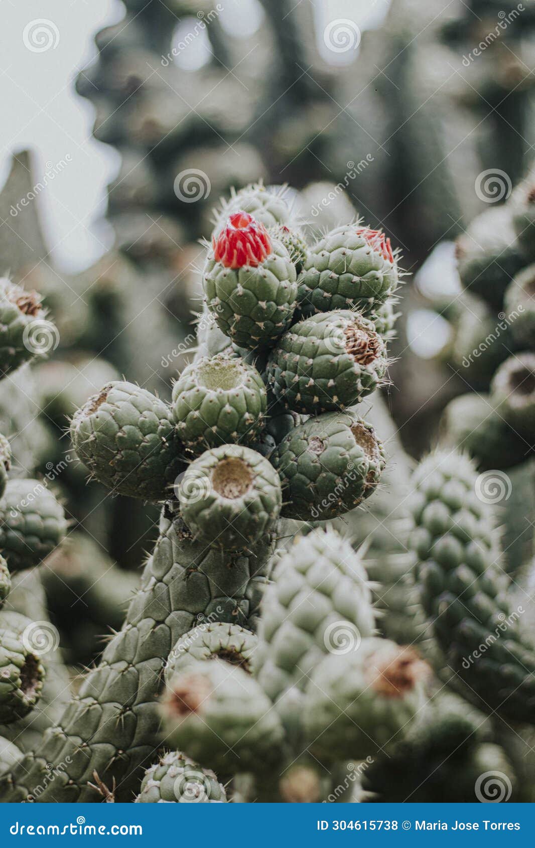 Closeup of Beautiful Cactus Background Stock Photo - Image of food ...