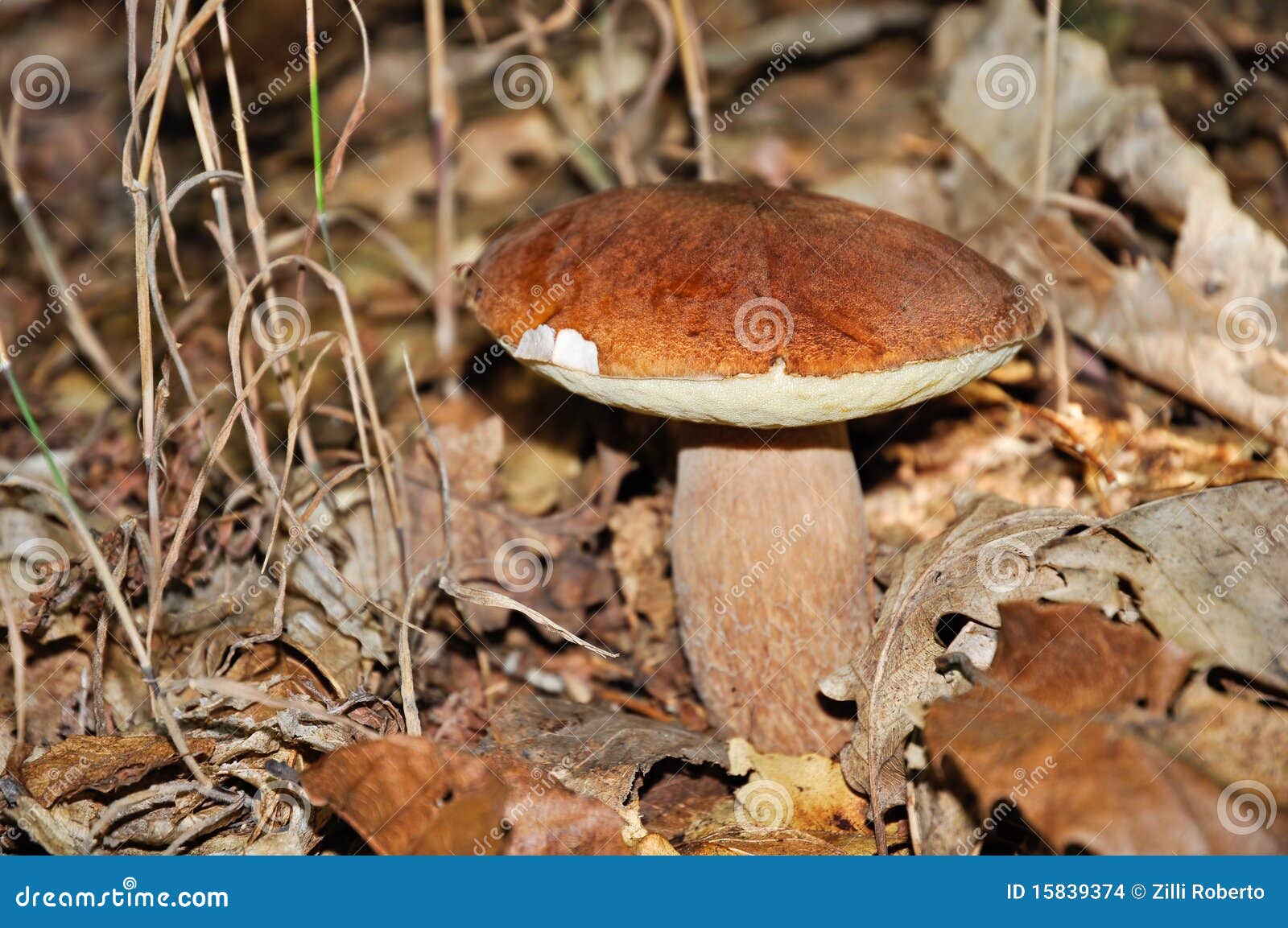 Closeup of a Beautiful Cepe Stock Photo - Image of penny, cuisine: 15839374