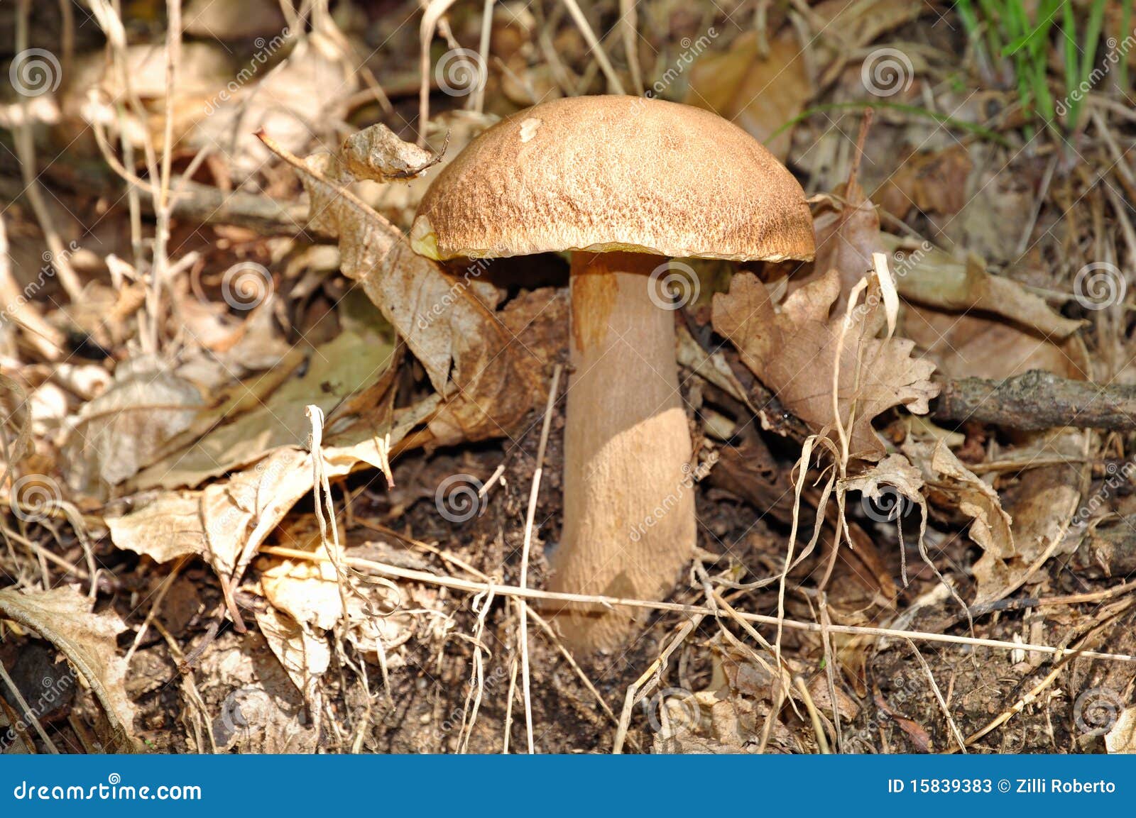 Closeup of a Beautiful Cepe Stock Image - Image of single, outdoors ...