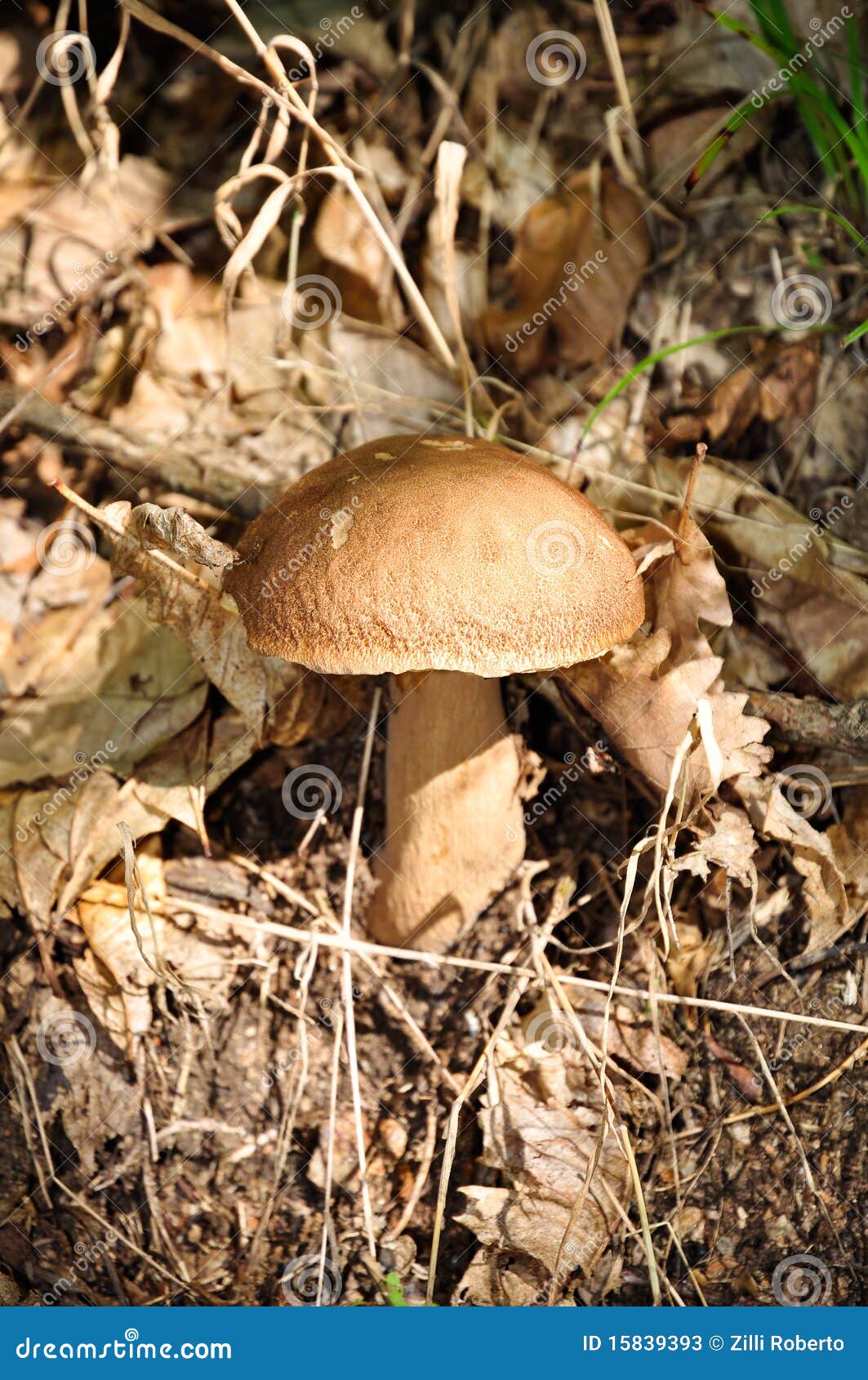 Closeup Of A Beautiful Cepe Stock Image - Image of full, fungus: 15839393