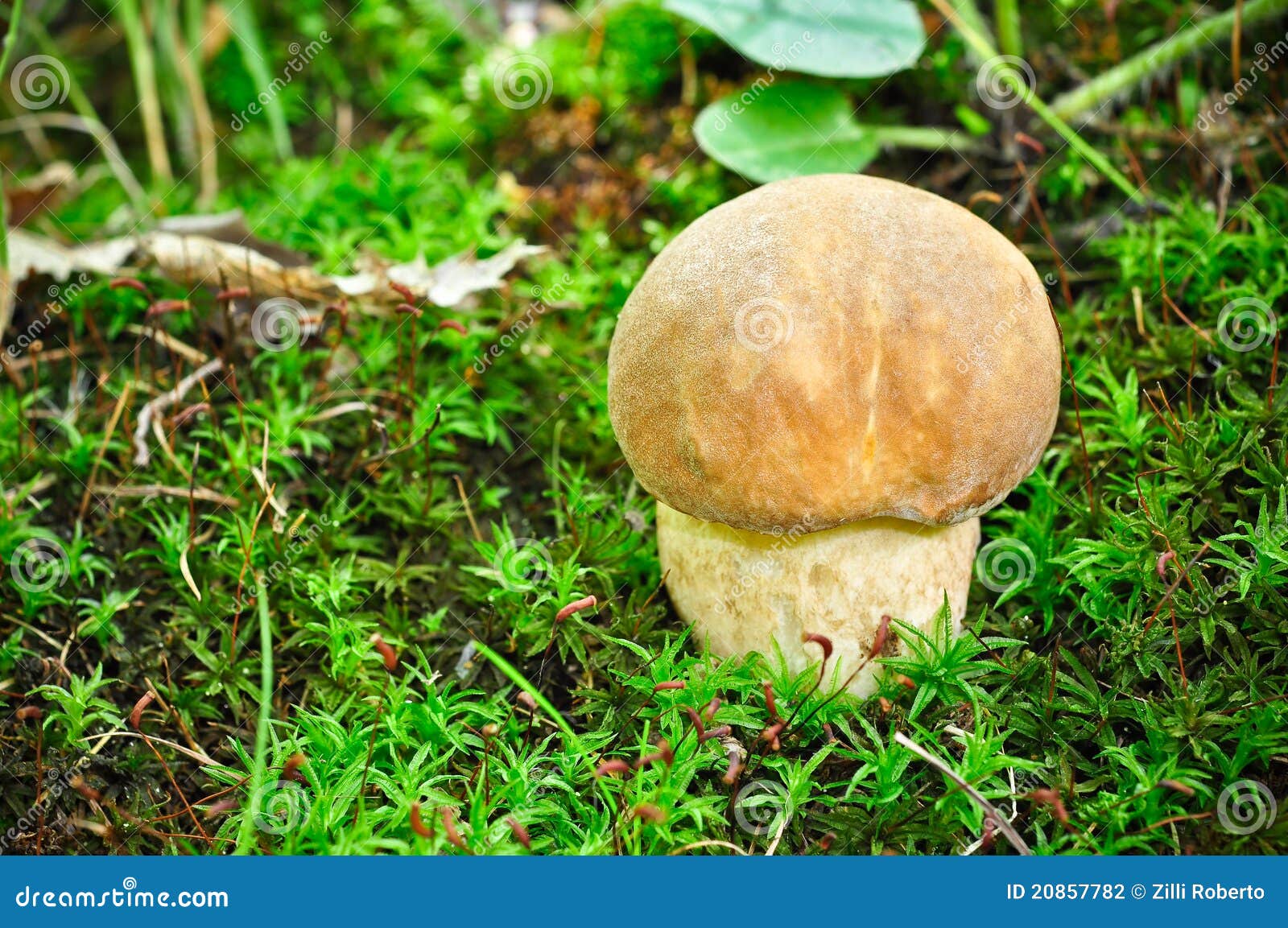 Closeup of a Beautiful Cepe (Boletus Edulis) Stock Photo - Image of ...