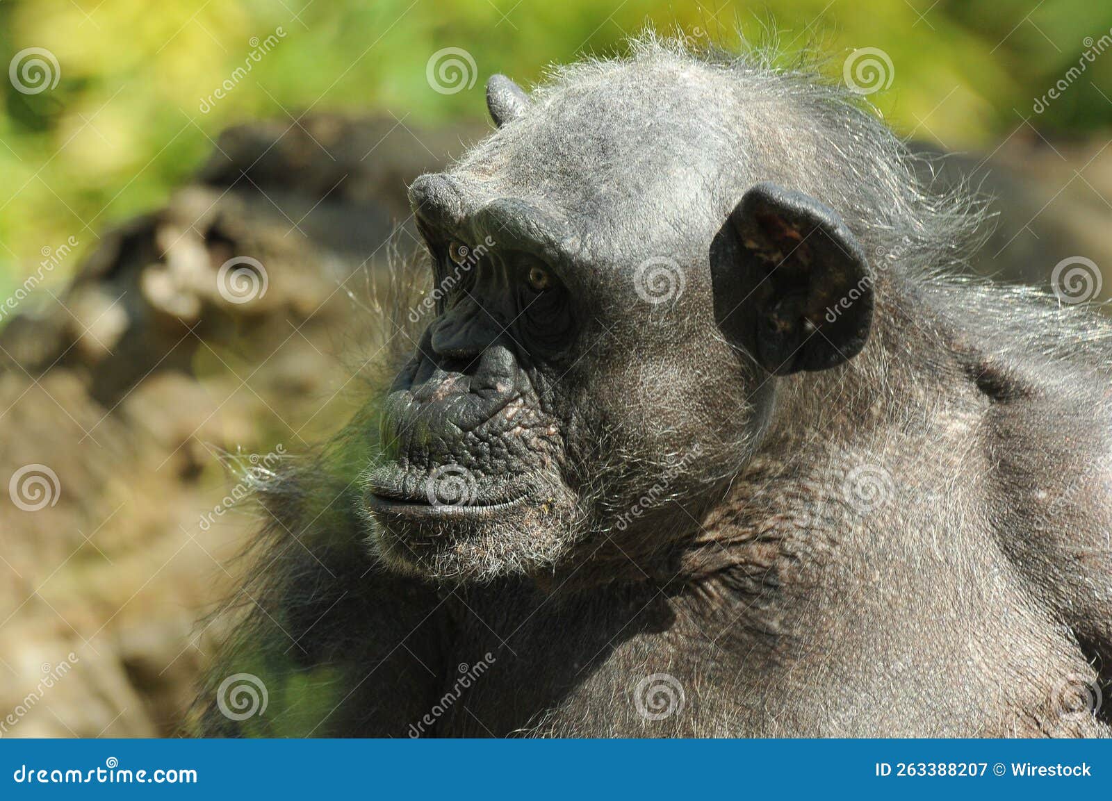 Closeup of a Beautiful Chimpanzee Resting at the Zoo Stock Image ...