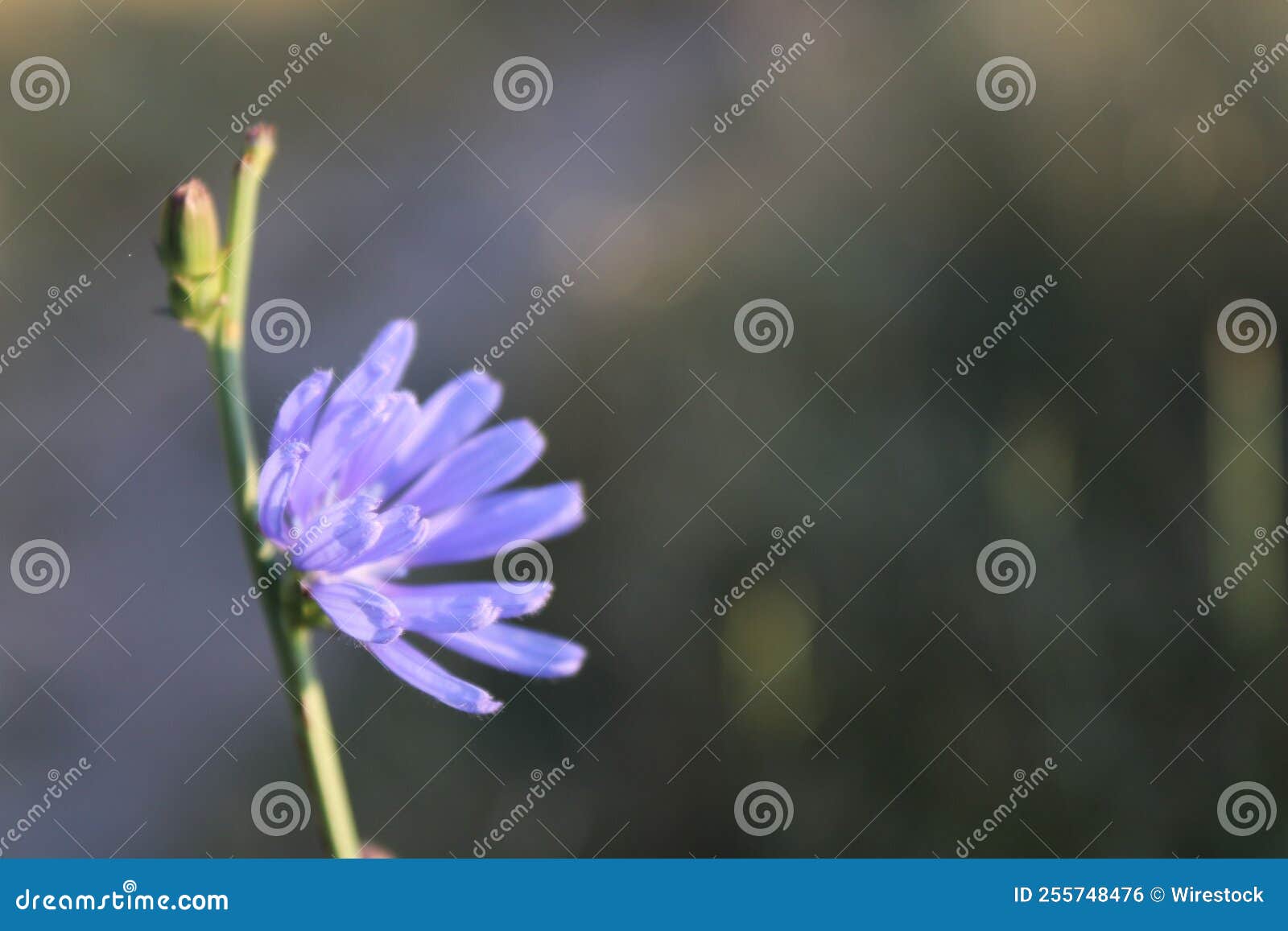 Closeup of Beautiful Common Chicory on a Blurred Background Stock Photo ...