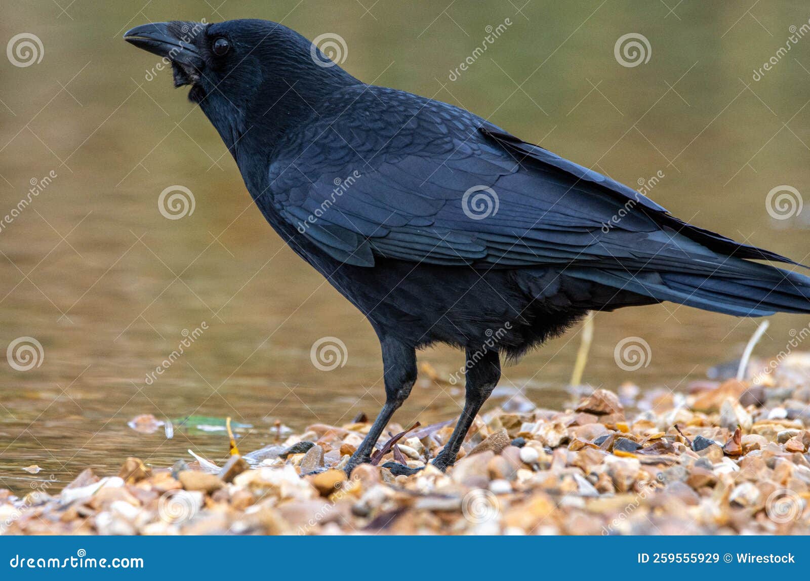 Closeup of a Beautiful Common Raven on a Lake Shore Stock Image - Image ...