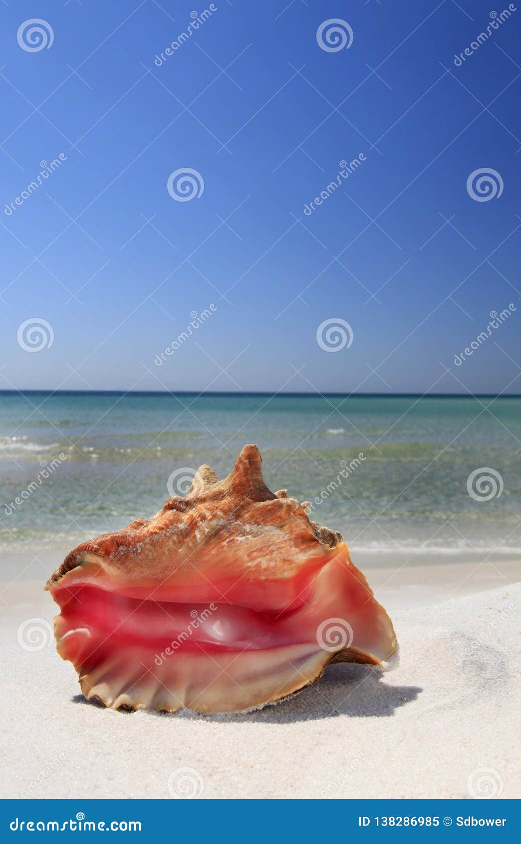 Closeup of a Beautiful Conch on a White Sand Florida Beach Stock Image ...