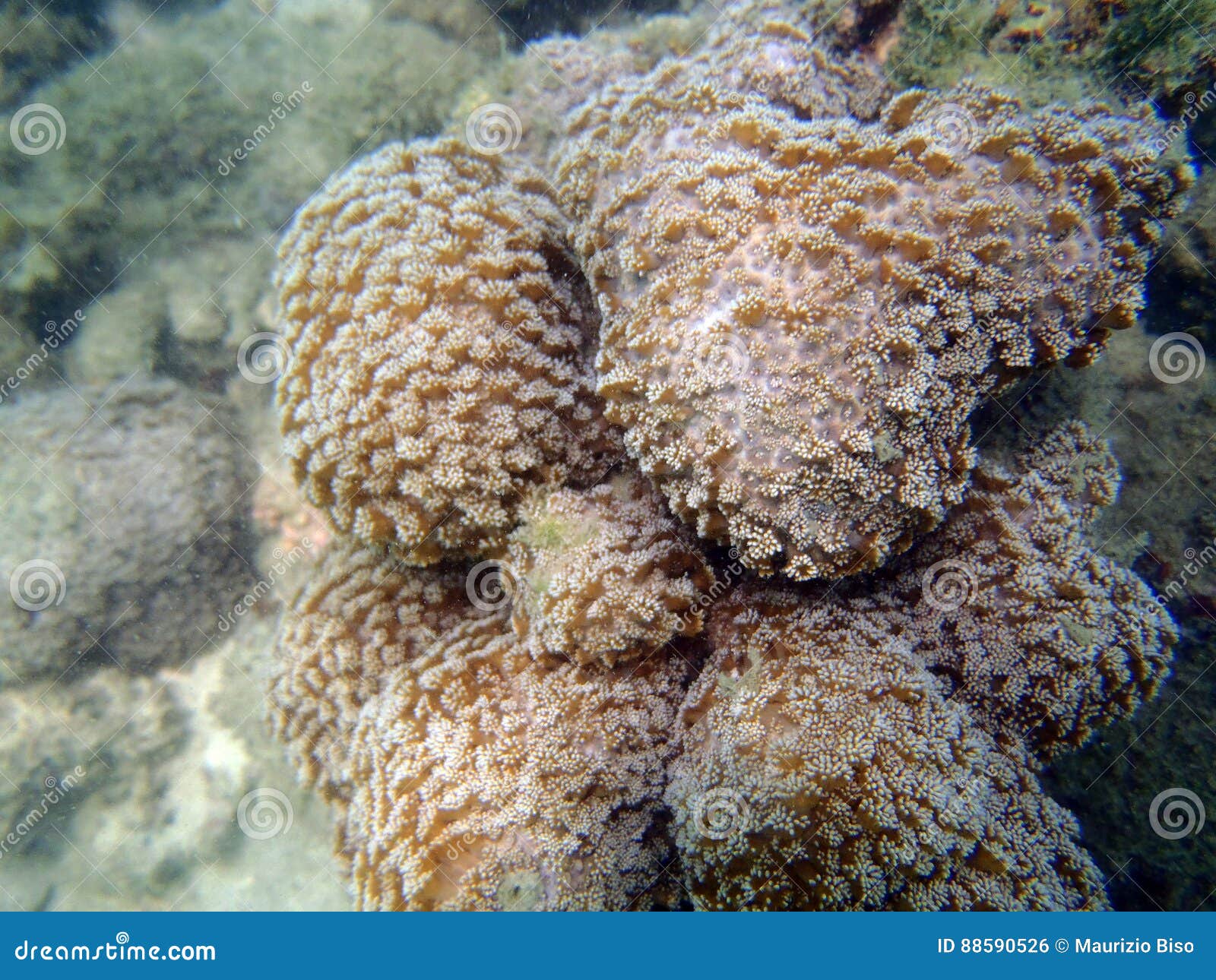 Closeup of beautiful coral stock photo. Image of conservation - 88590526