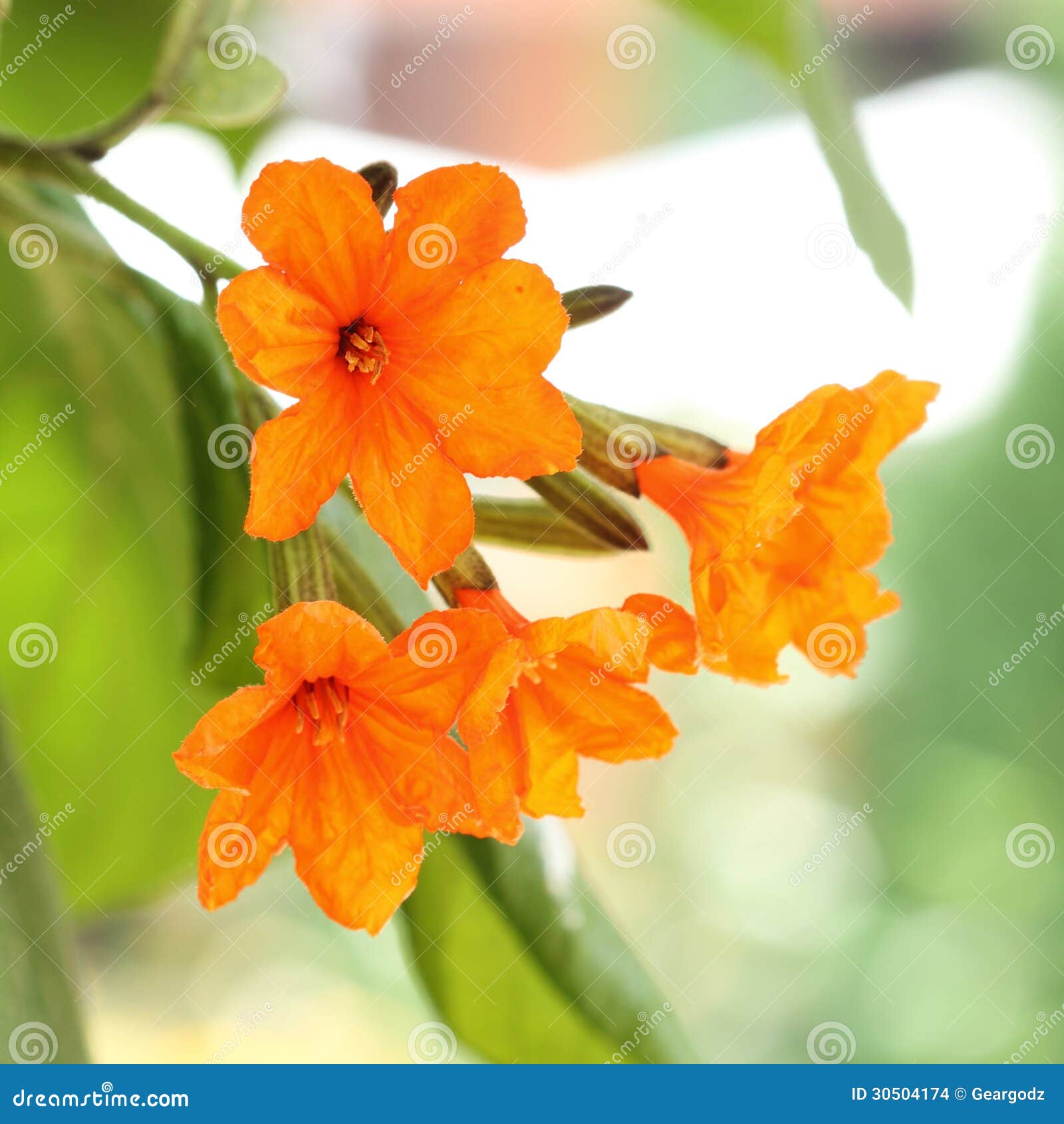 Beautiful Cordia Sebestena Scarlet Cordia Geiger Tree Royalty-Free ...
