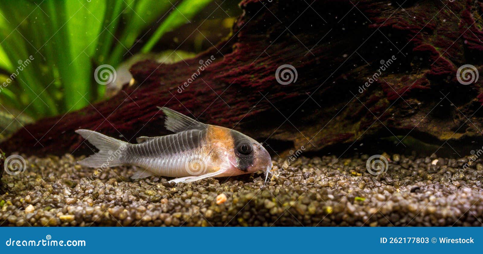 Closeup of a Beautiful Corydoras Fish in an Aquarium Stock Image ...