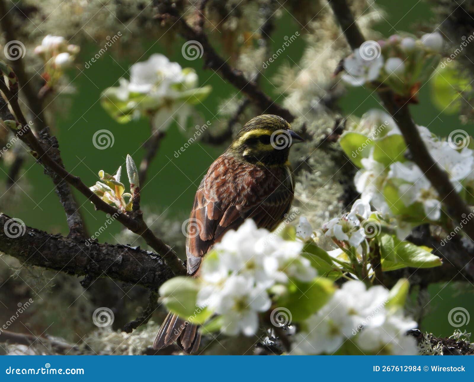 Closeup of a Beautiful Cute Bird Sitting on a Blooming Cherry Blossom ...