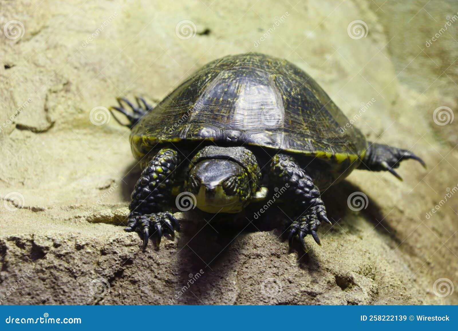 Closeup of a Beautiful Dark Turtle Basking in the Sun Stock Image ...