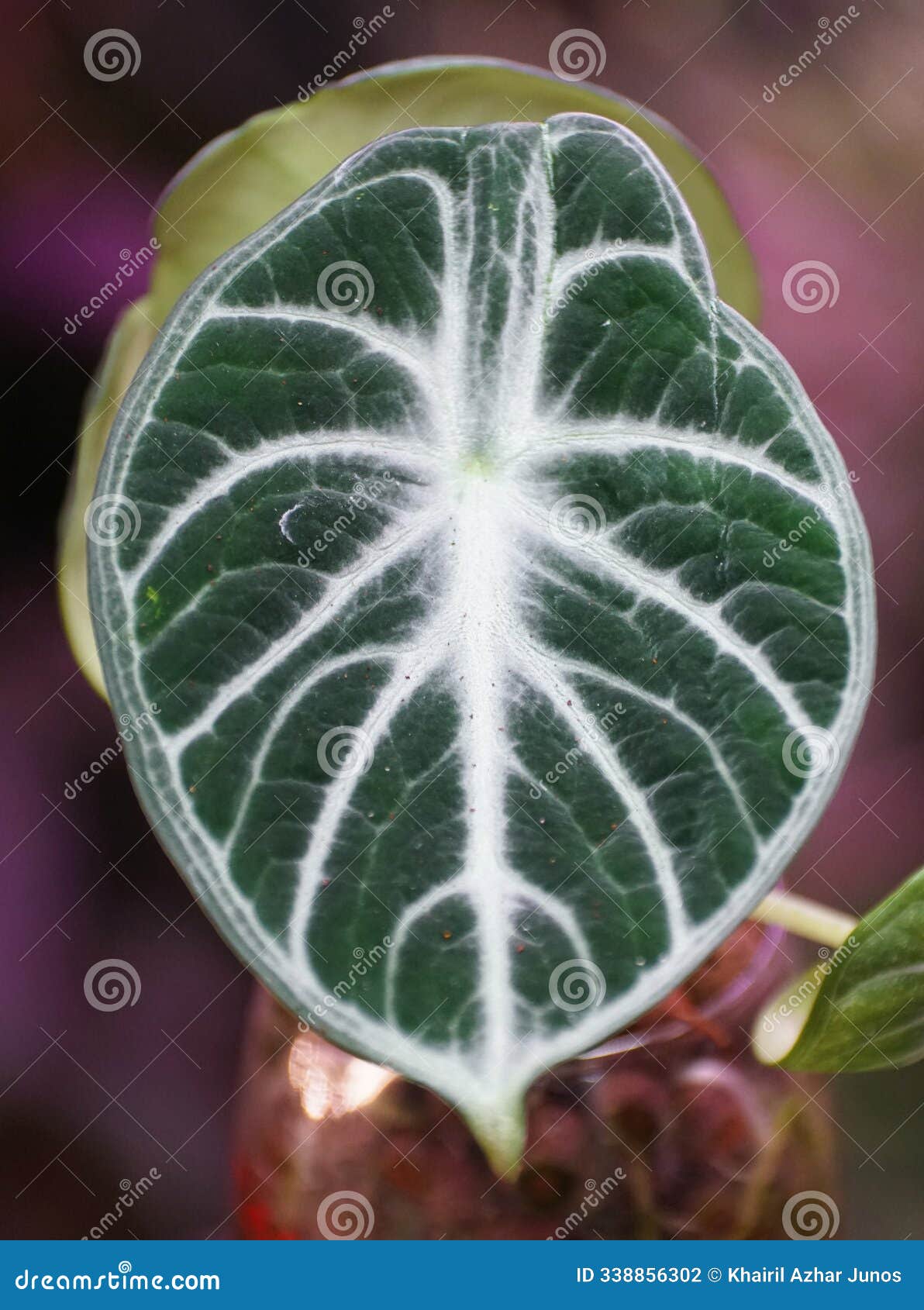 Closeup of the Beautiful Dark and White Veins of Alocasia Ninja Stock ... Closeup of the Beautiful Dark and White Veins of Alocasia Ninja Stock ...