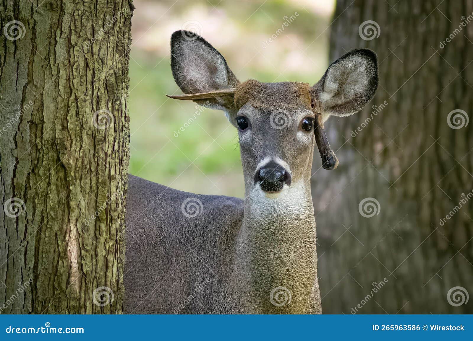 Closeup of a Beautiful Deer Looking at the Camera Stock Photo - Image ...