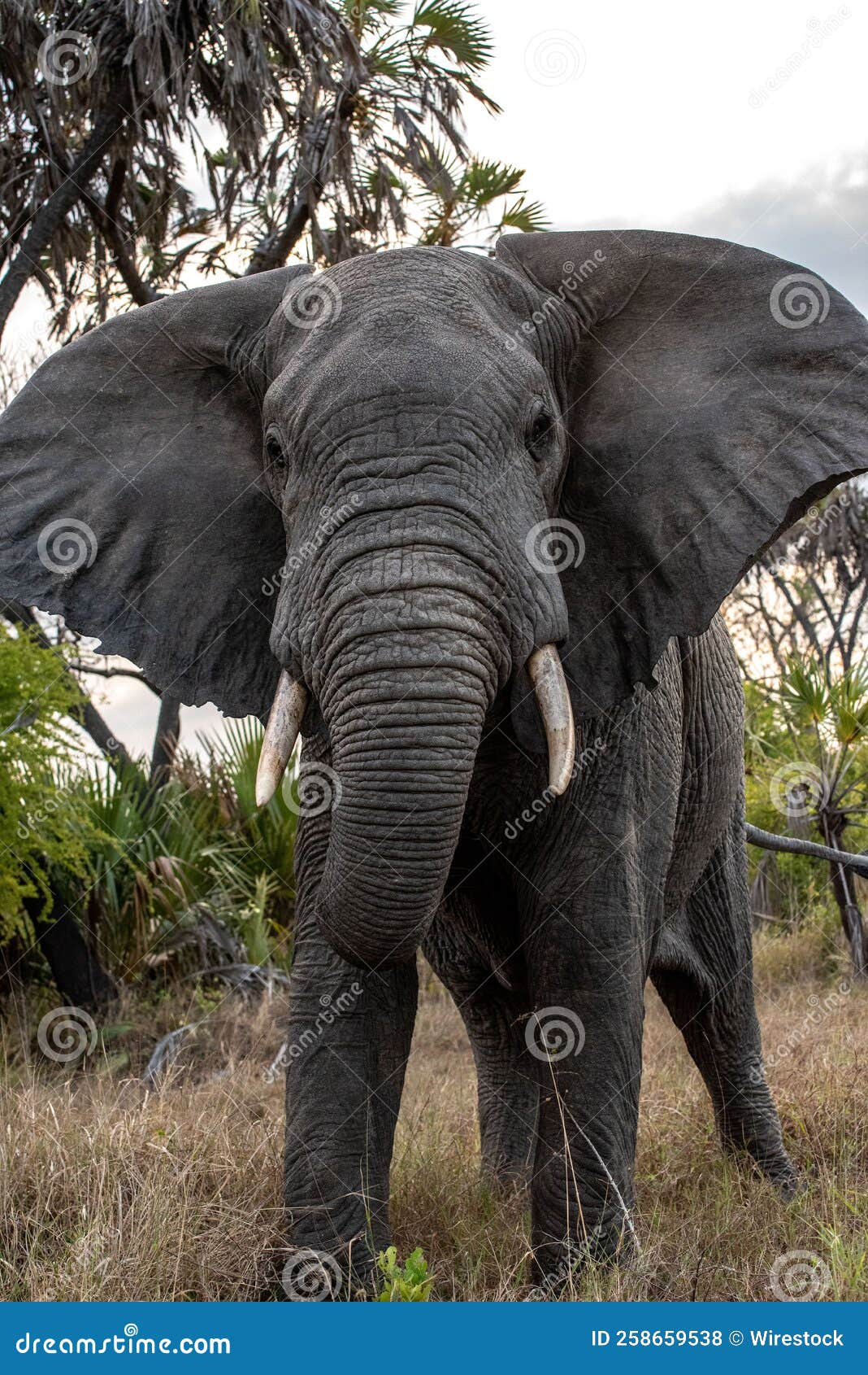 Closeup of a Beautiful Elephant in a Field Looking at the Camera Stock ...
