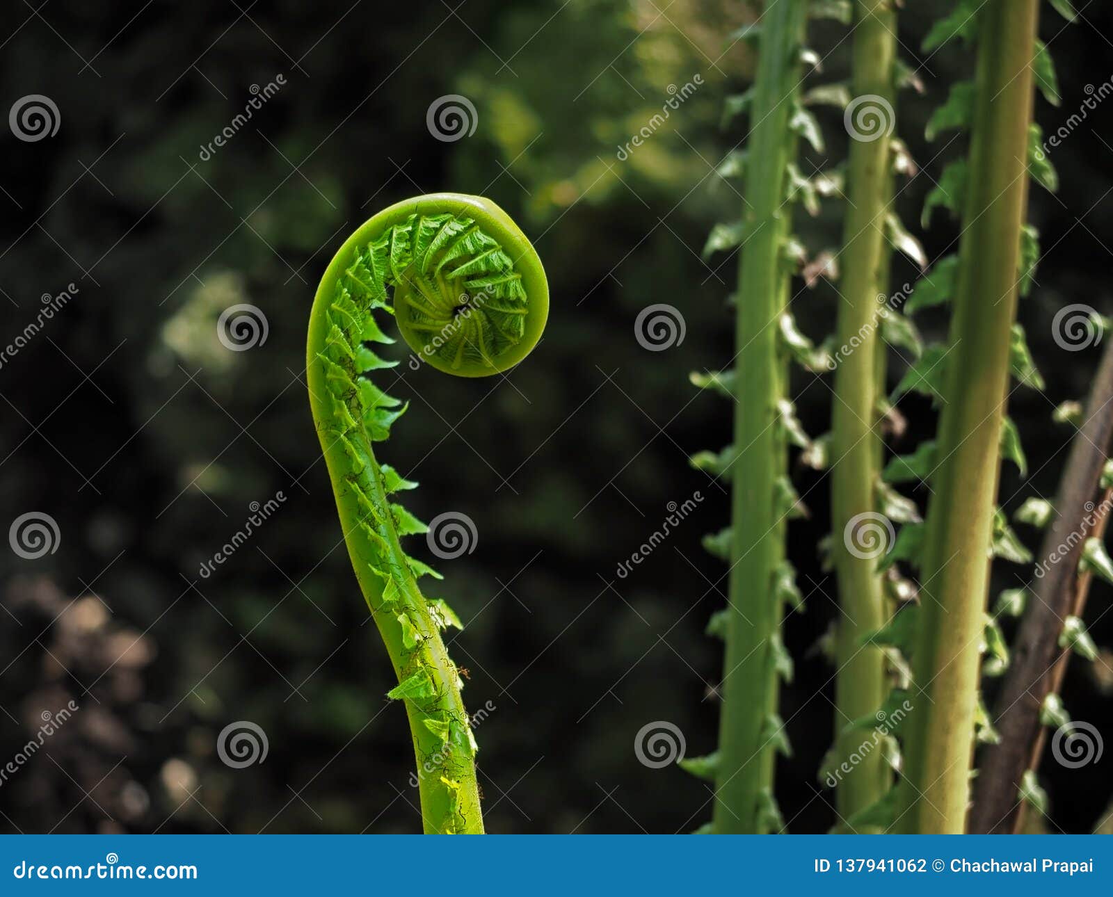 Closeup of Beautiful Fern Tree Curl Up into Spiral Shape Stock Photo ...