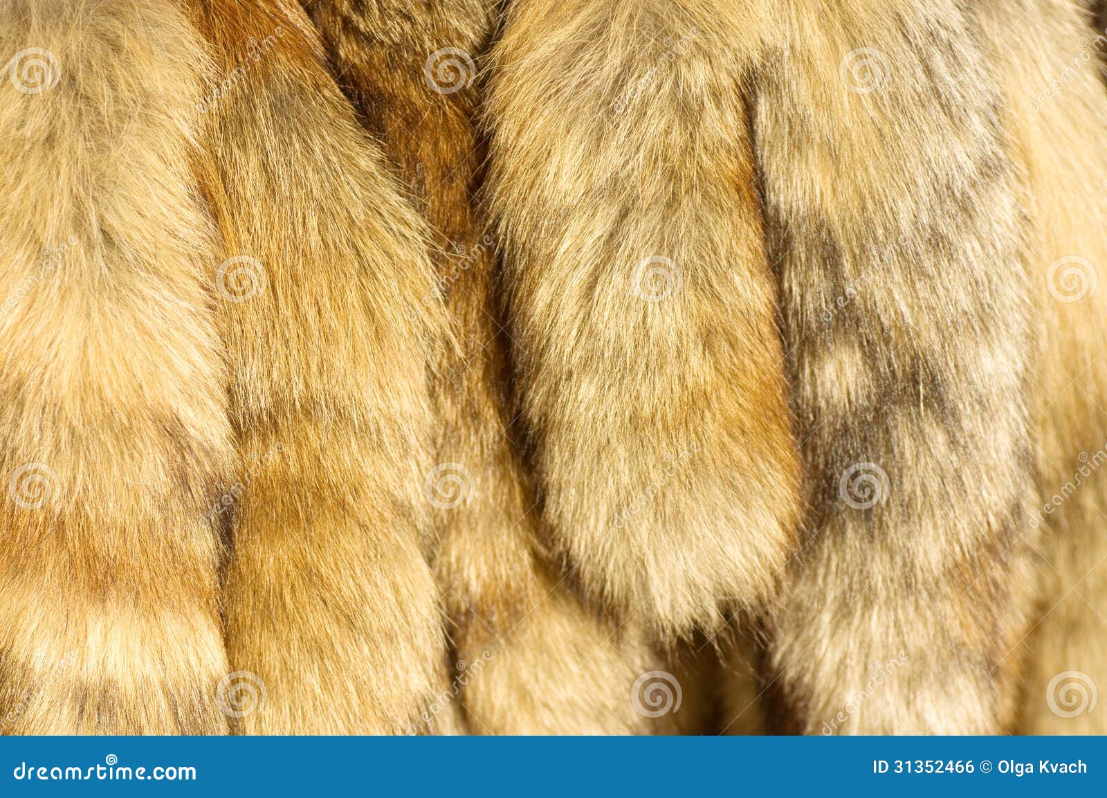 Closeup of beautiful fur stock photo. Image of textured - 31352466