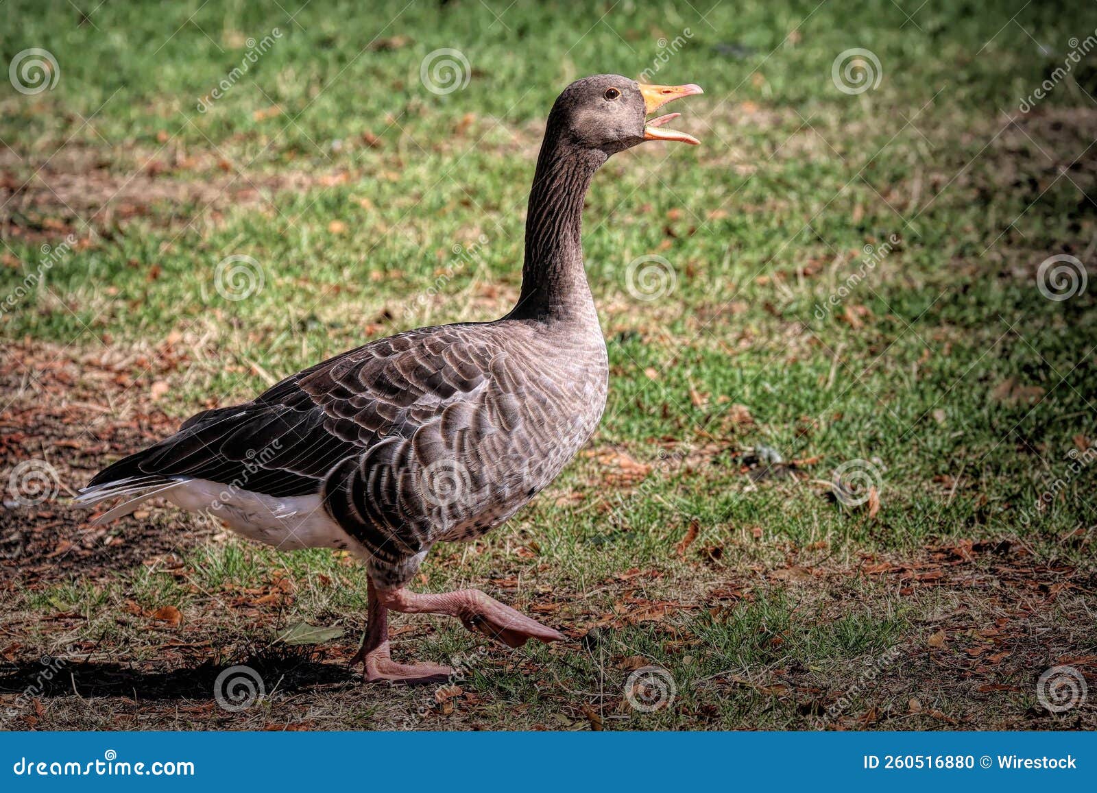 Closeup of a Beautiful Goose on Green Grass Stock Photo - Image of ...