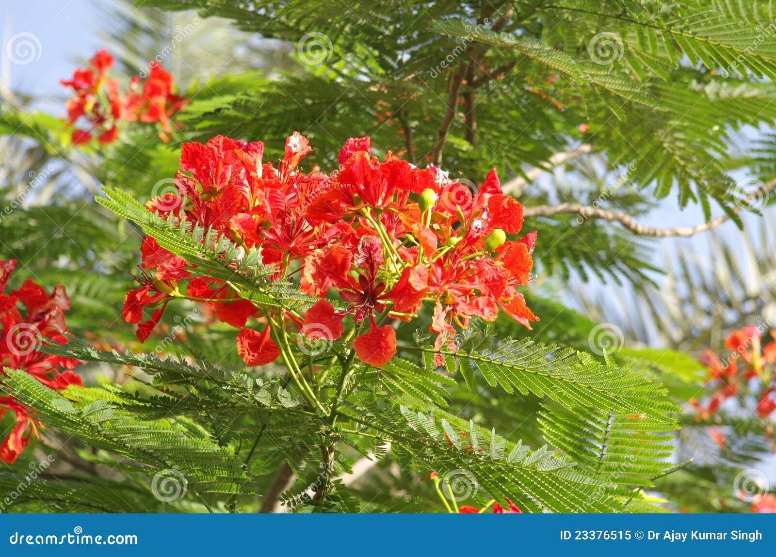 Closeup of Beautiful Gulmohar Flowers Stock Image - Image of fern ...