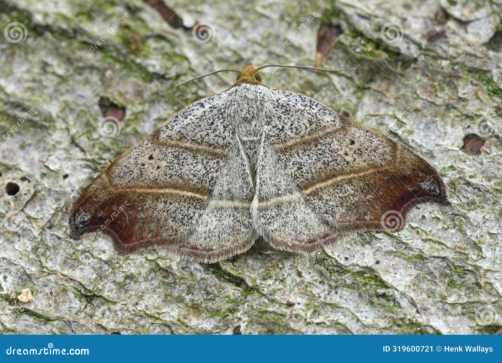 Closeup on a Beautiful Hook-tip Moth, Laspeyria Flexula, with Spread ...