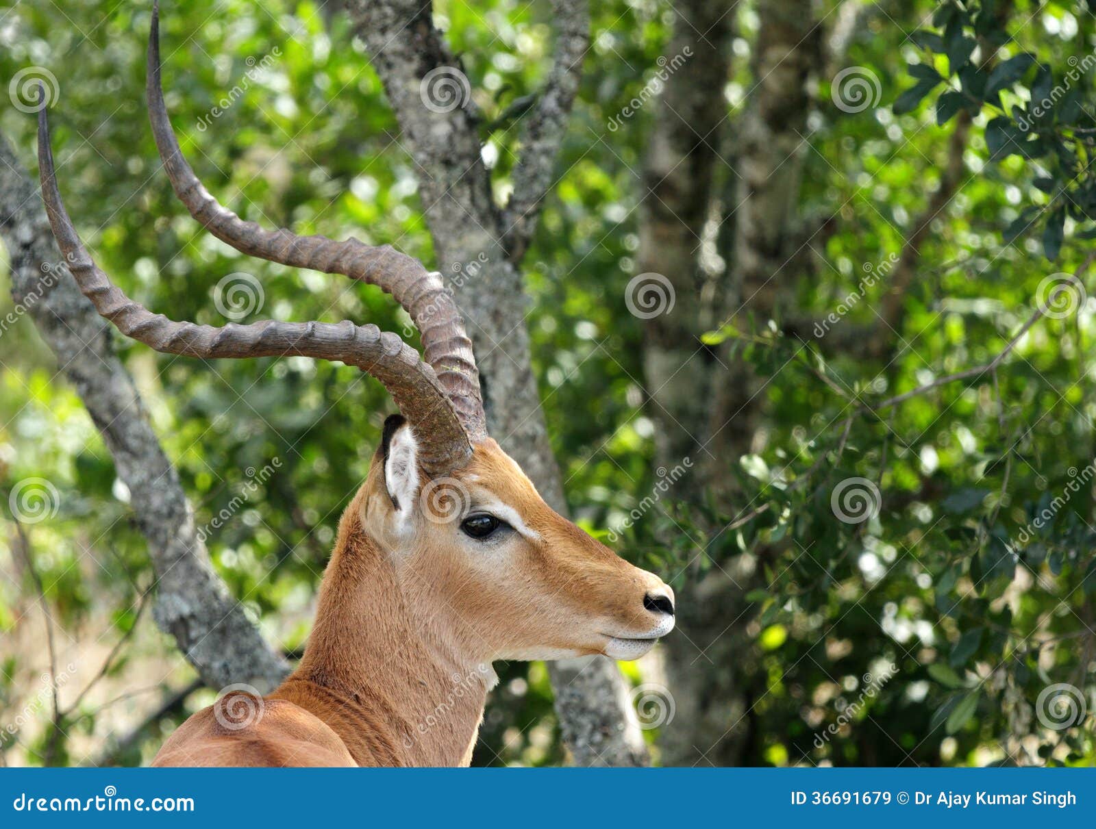 Closeup of a Beautiful Impala Stock Image - Image of eventoed, quick ...