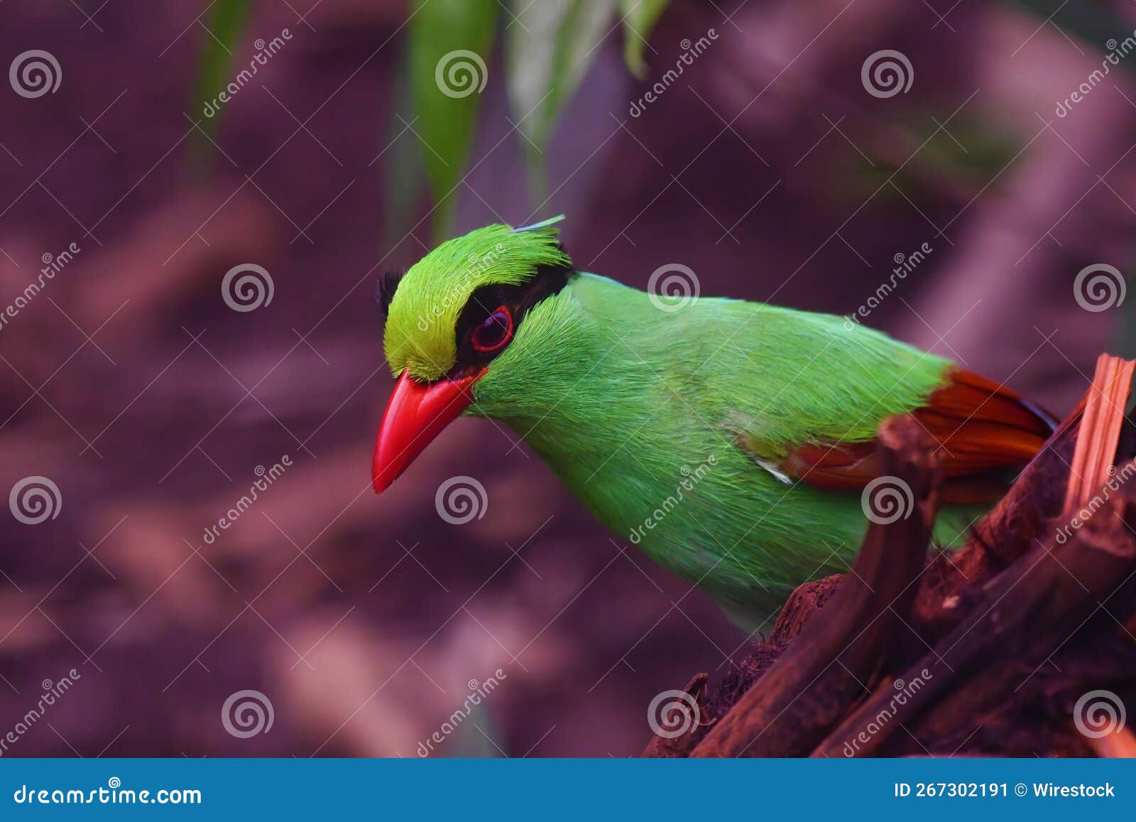Closeup of a Beautiful Javan Green Magpie Stock Image - Image of javan ...