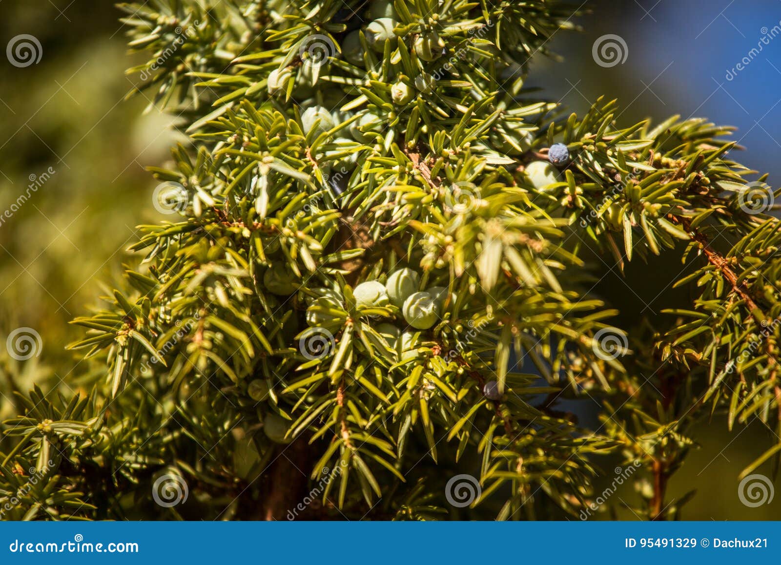 A Closeup of a Beautiful Juniper Tree Branch Stock Image - Image of ...