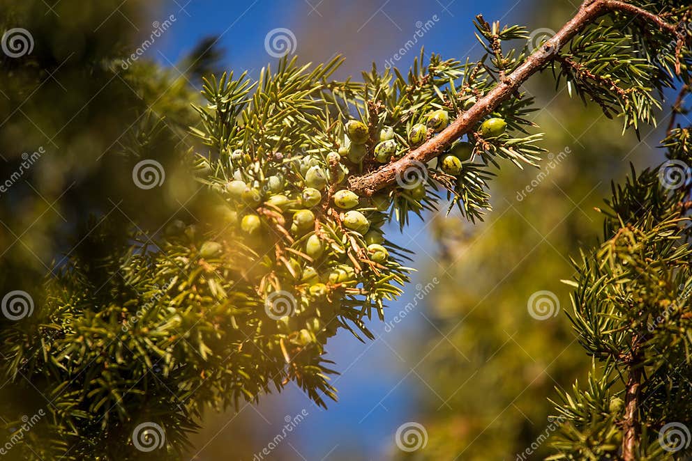 A Closeup of a Beautiful Juniper Tree Branch Stock Photo - Image of ...