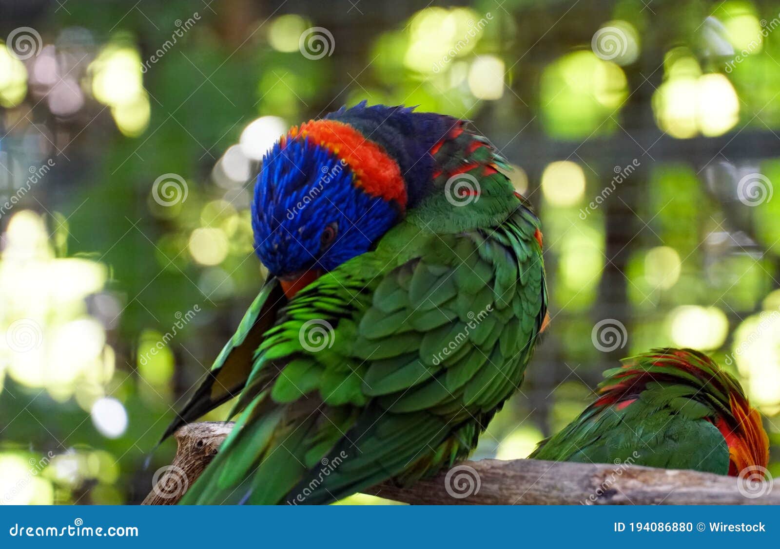 Closeup of Beautiful Loriini Parrots Stock Photo - Image of tropical ...