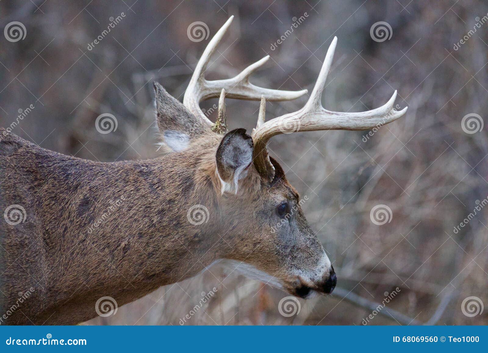 Closeup of the Beautiful Male Deer with the Horns Stock Photo - Image ...