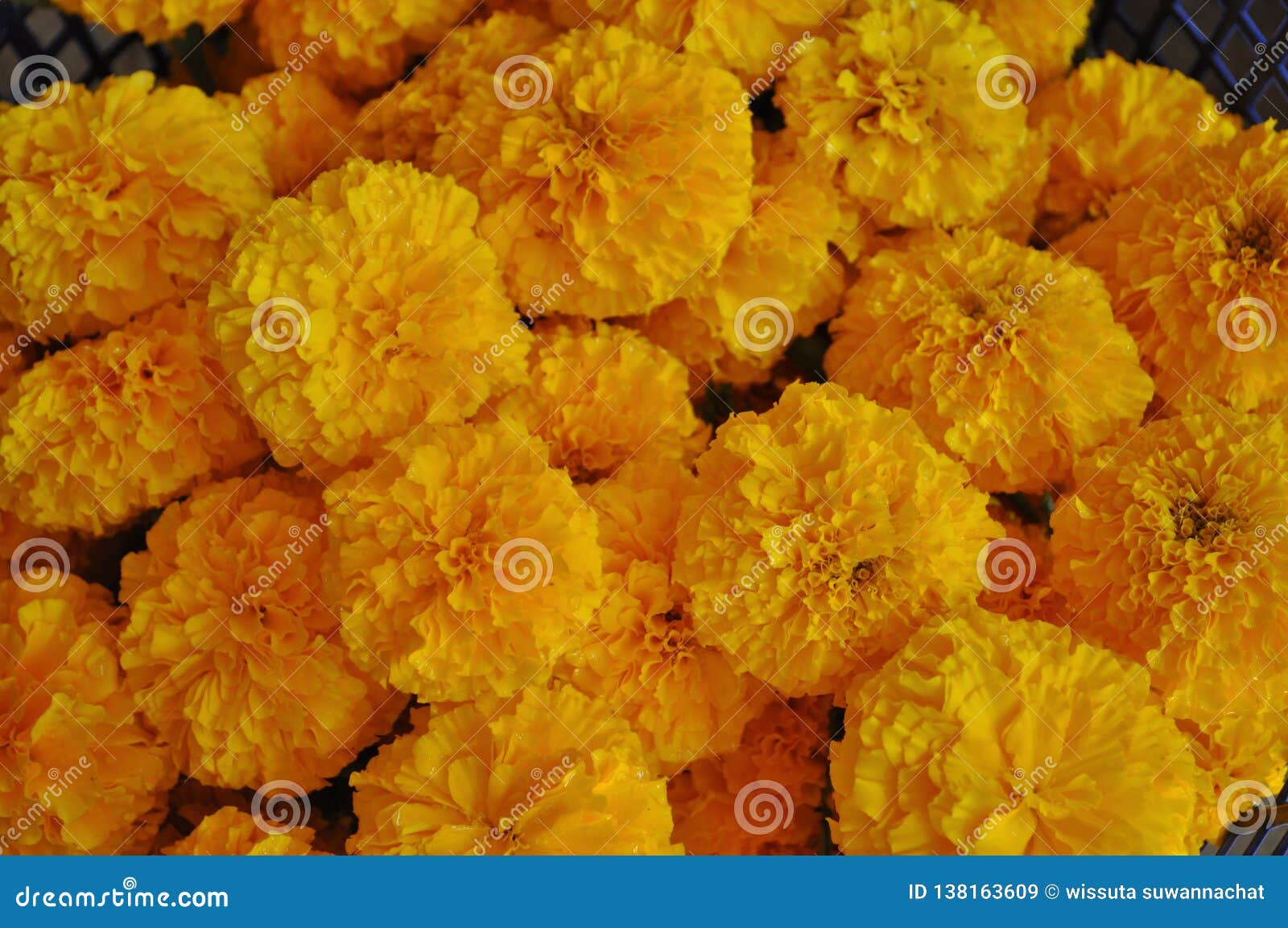 Marigolds flower stock image. Image of colorful, decoration - 138163609