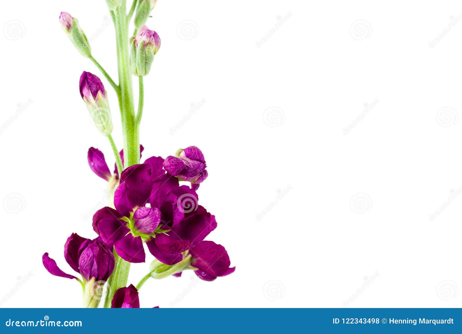 Beautiful Matthiola Flower Isolated on White Background Stock Photo ...
