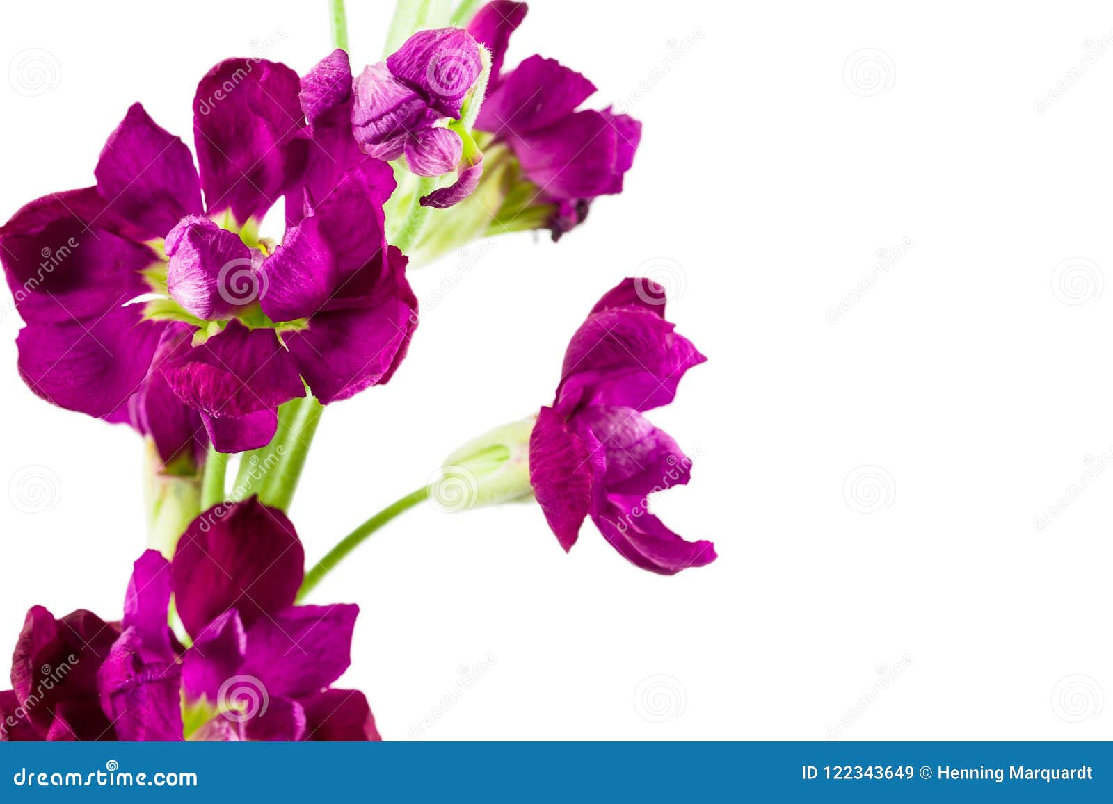Beautiful Matthiola Flower Isolated on White Background Stock Image ...