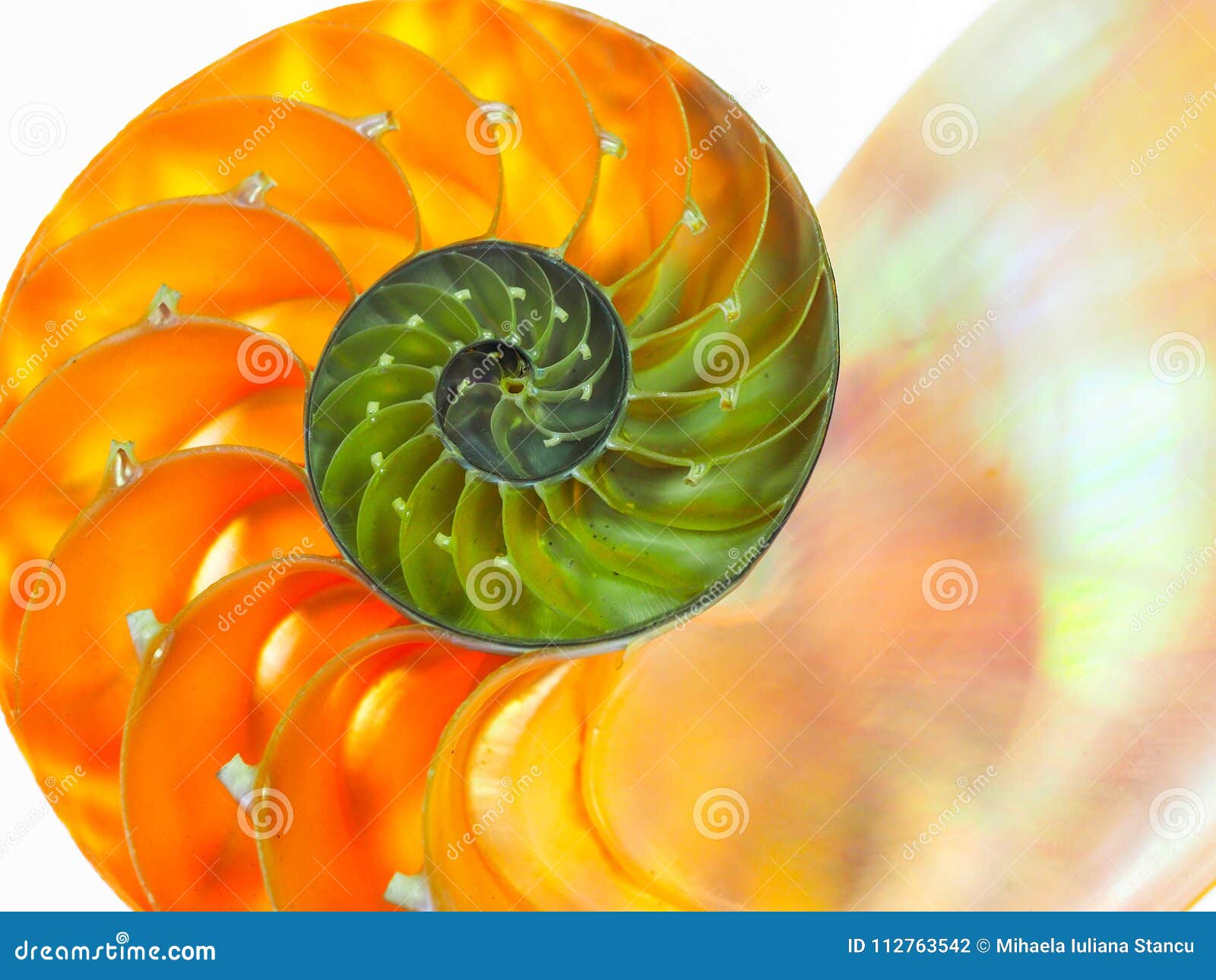 Closeup of a Beautiful Nautilus Orange Shell Stock Photo - Image of ...