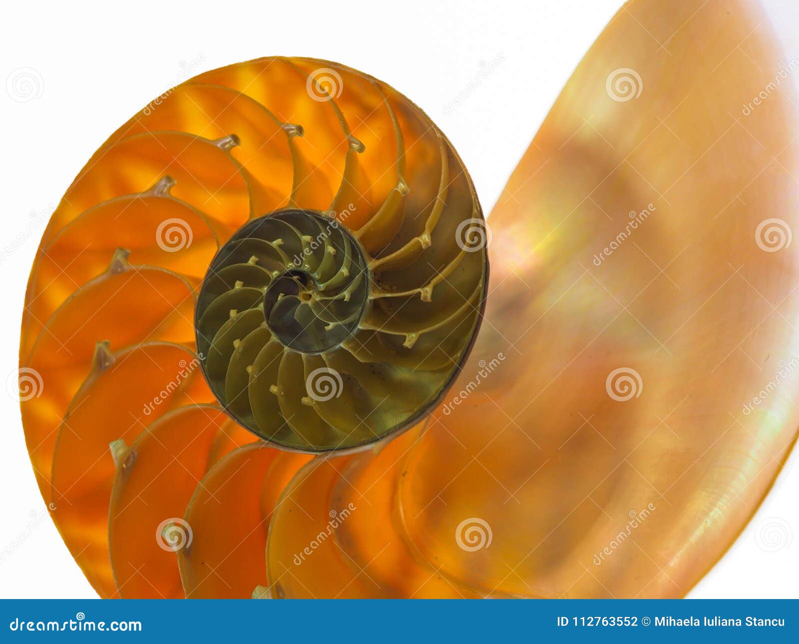 Closeup of a Beautiful Nautilus Orange Shell Stock Photo - Image of ...