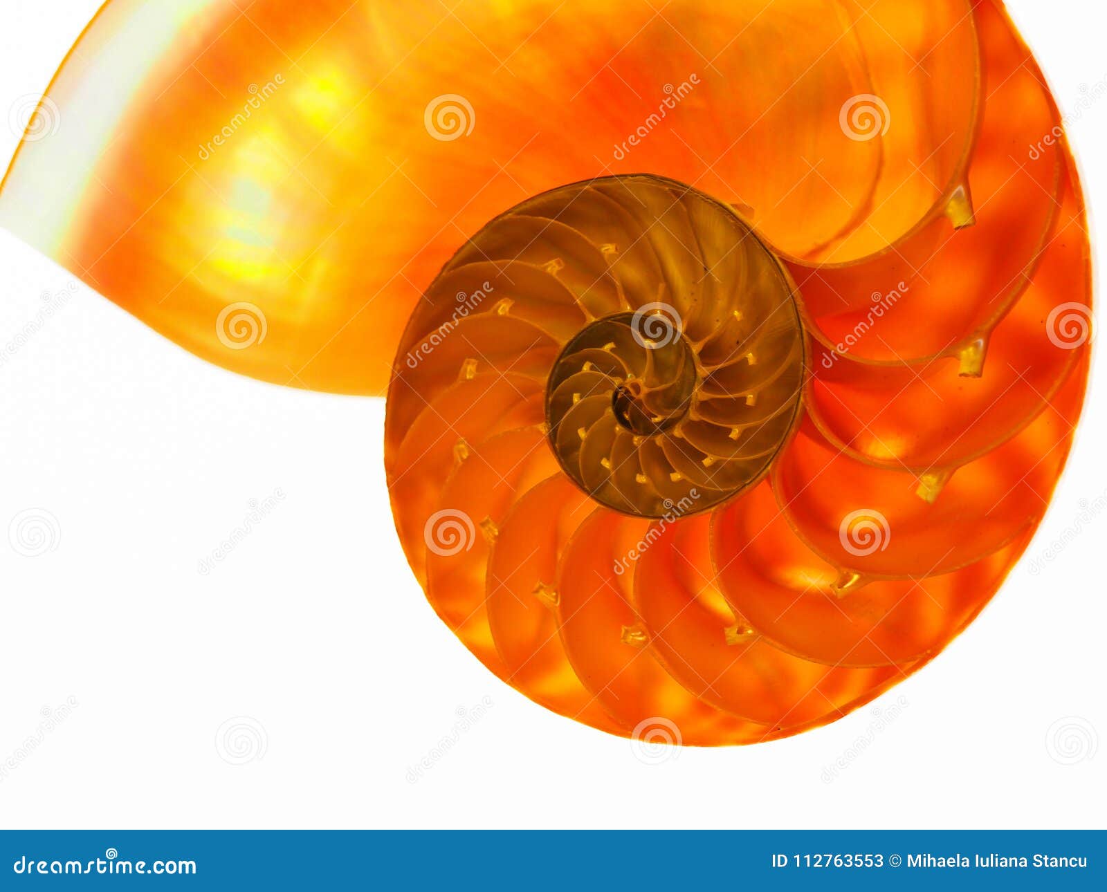 Closeup of a Beautiful Nautilus Orange Shell Stock Image - Image of ...