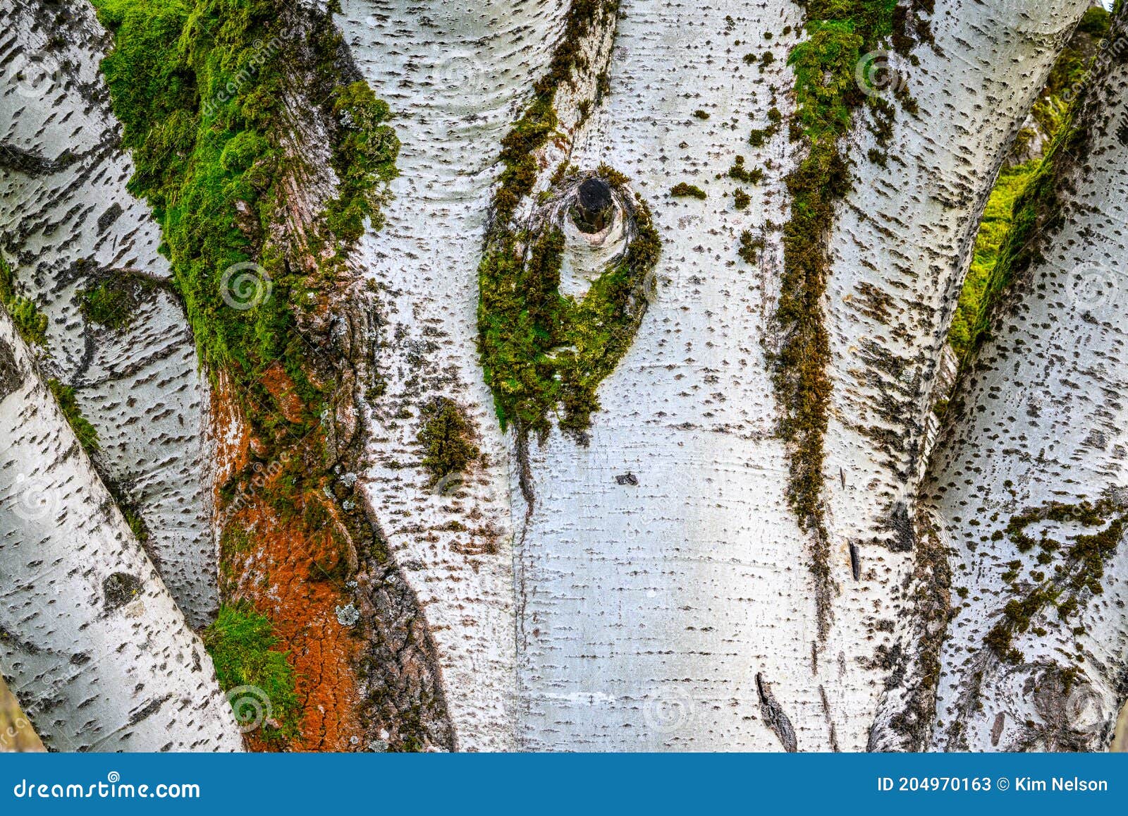Closeup of Beautiful Patterns and Textures in a Section of a Birch Tree ...