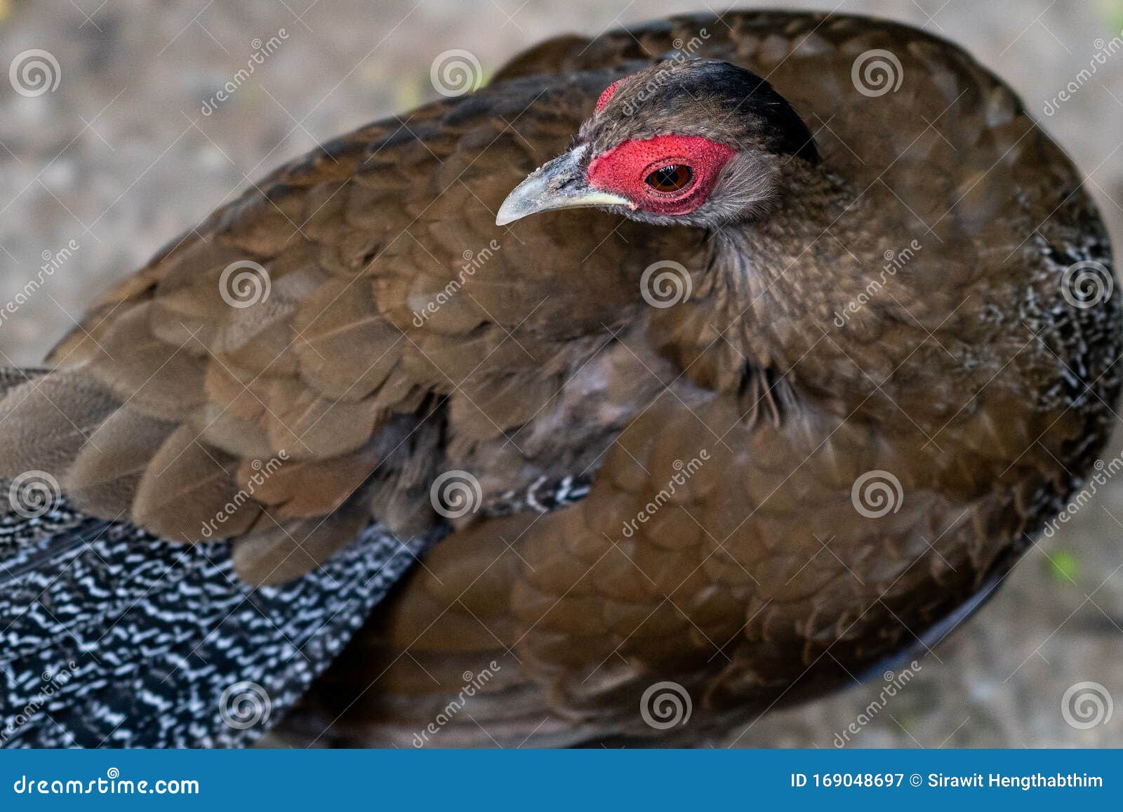 Closeup of Beautiful Pheasant Stock Image - Image of necked, bird ...