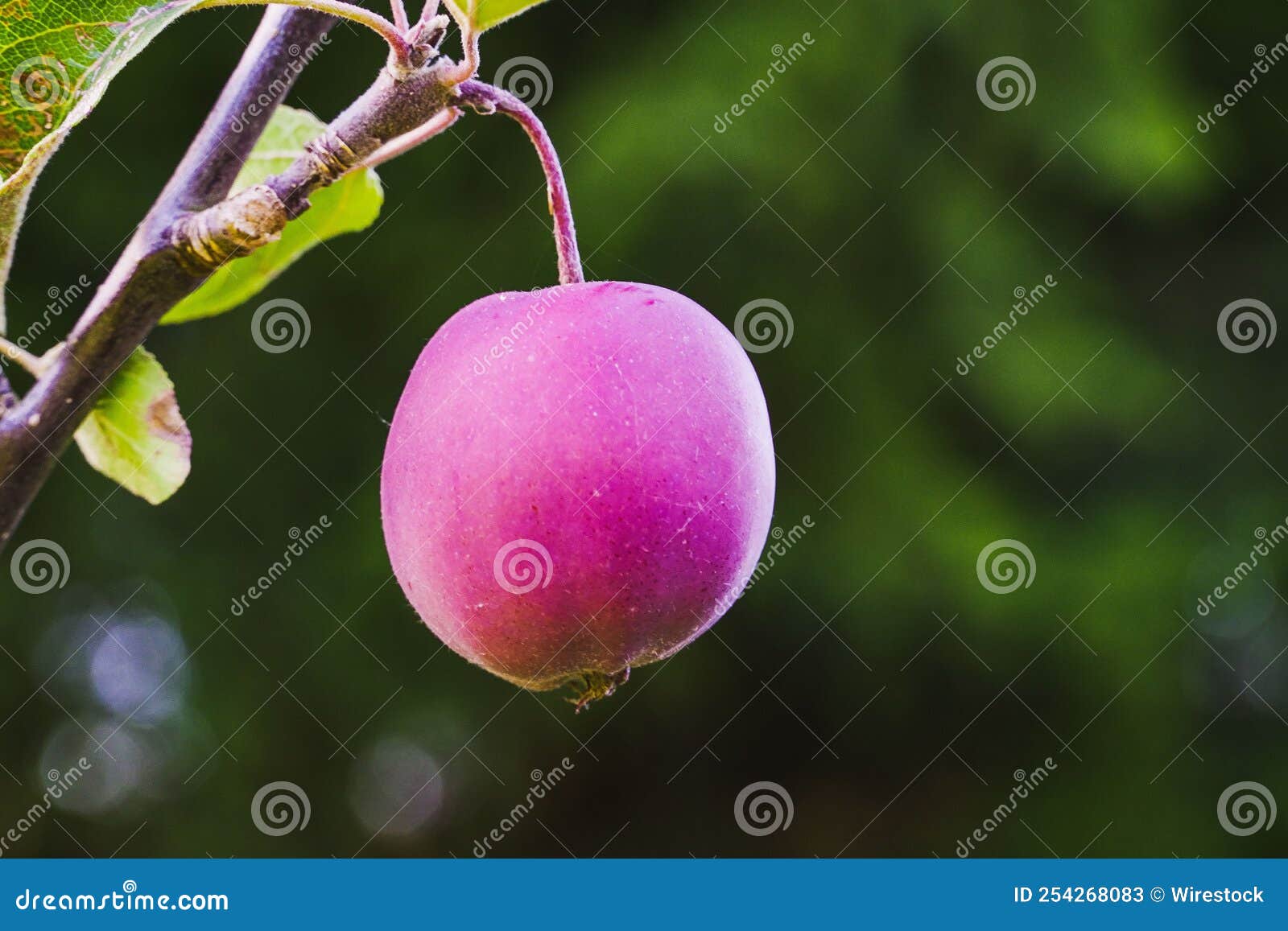 Closeup of Beautiful Pink Apple on a Tree in a Garden Stock Image ...