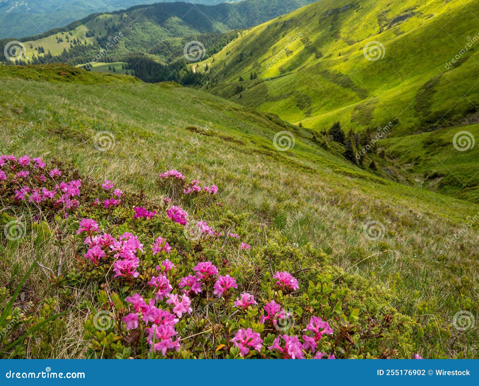 Closeup of Beautiful Pink Flowers in a Valley Stock Photo - Image of ...