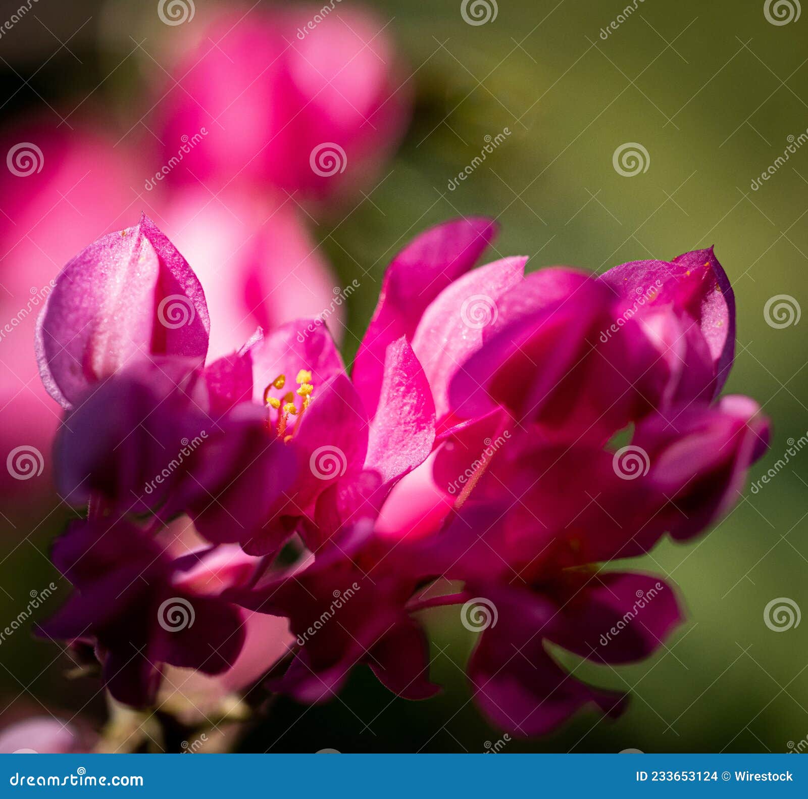 Closeup of Beautiful Pink Touch-me-not Flowers Stock Photo - Image of ...